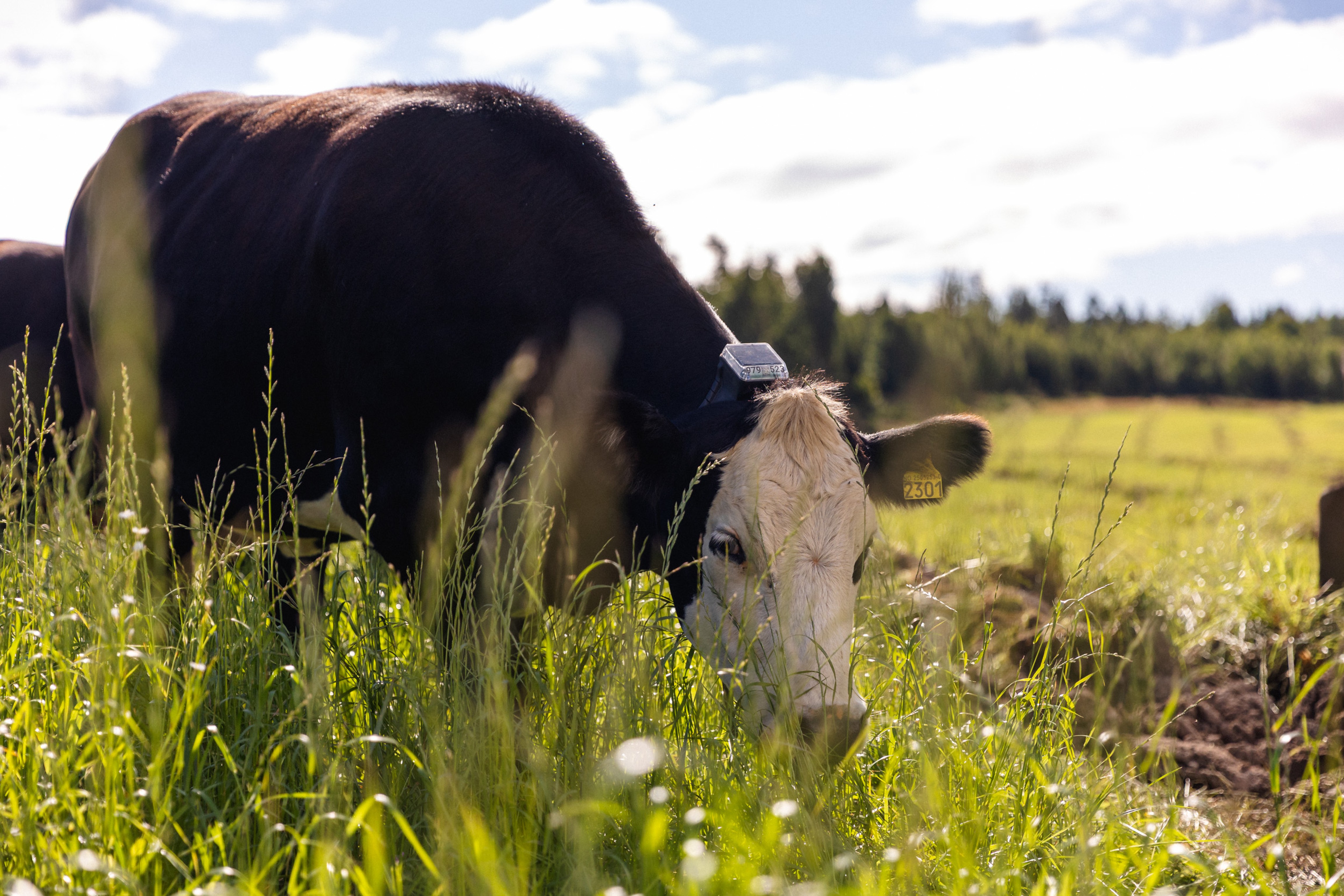 Virtual fencing for grazing animals · Monil