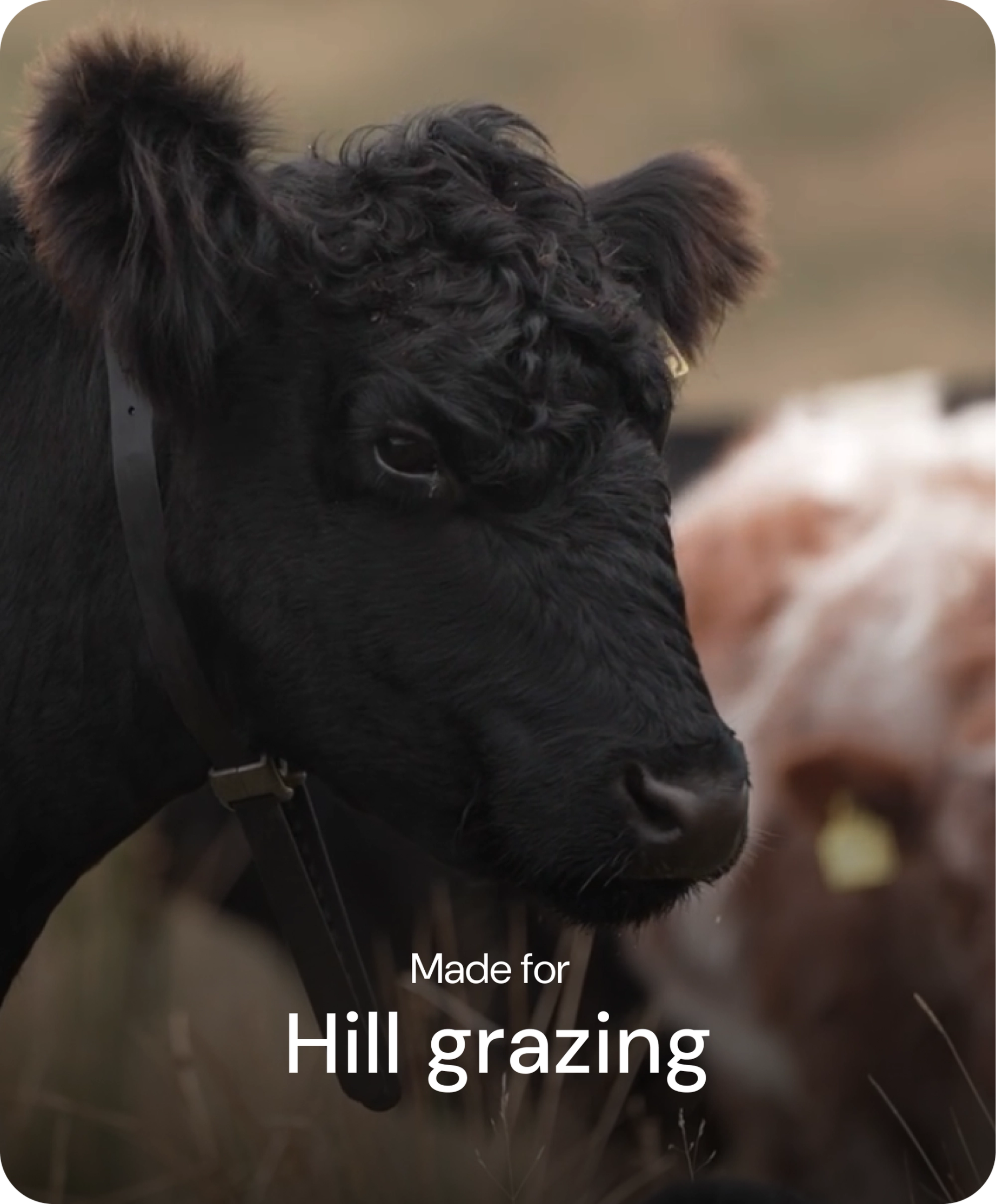 Virtual fencing for grazing animals · Monil