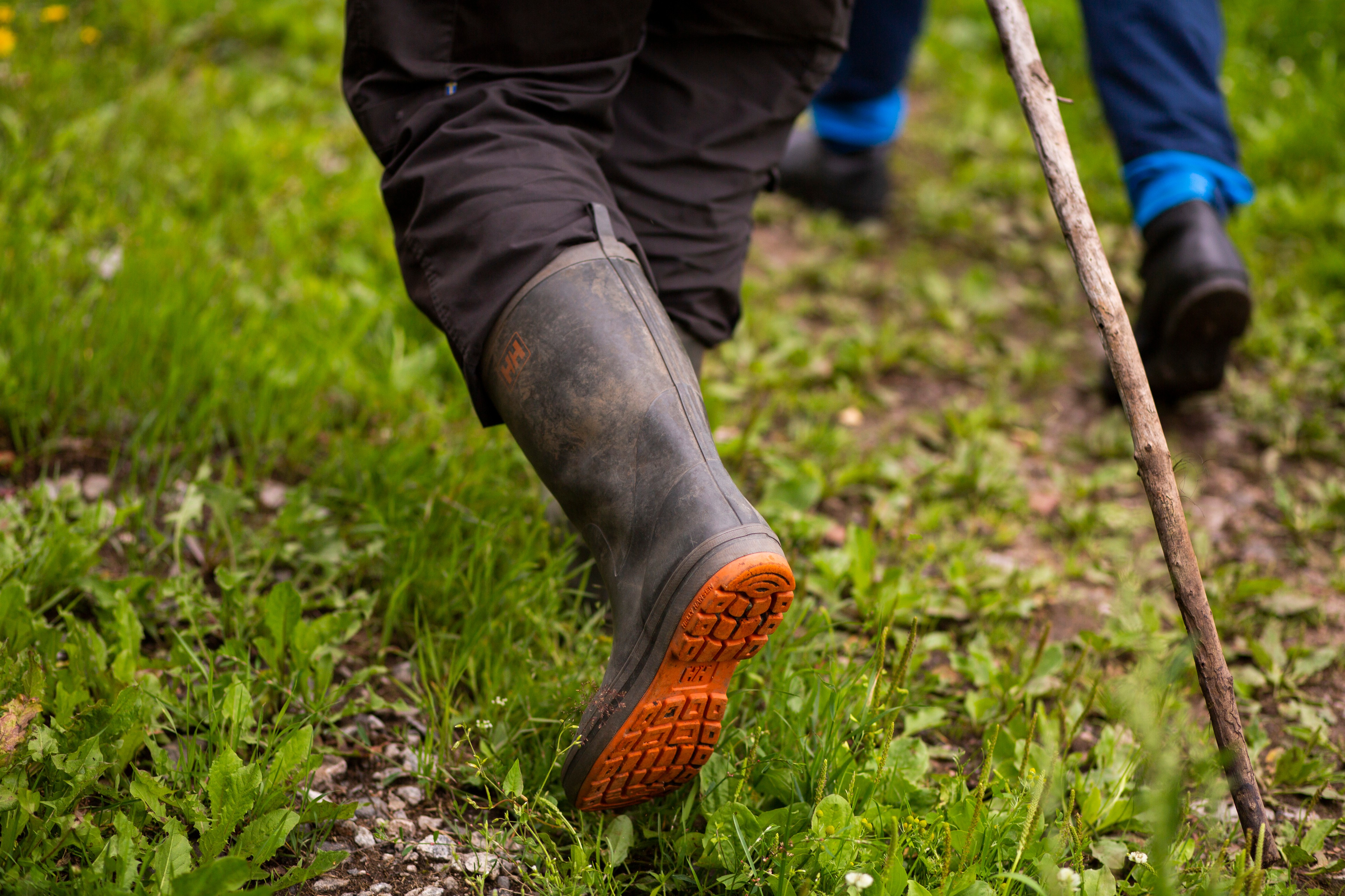 Grazing Management: Exploring the Pros and Cons of Various Grazing ...