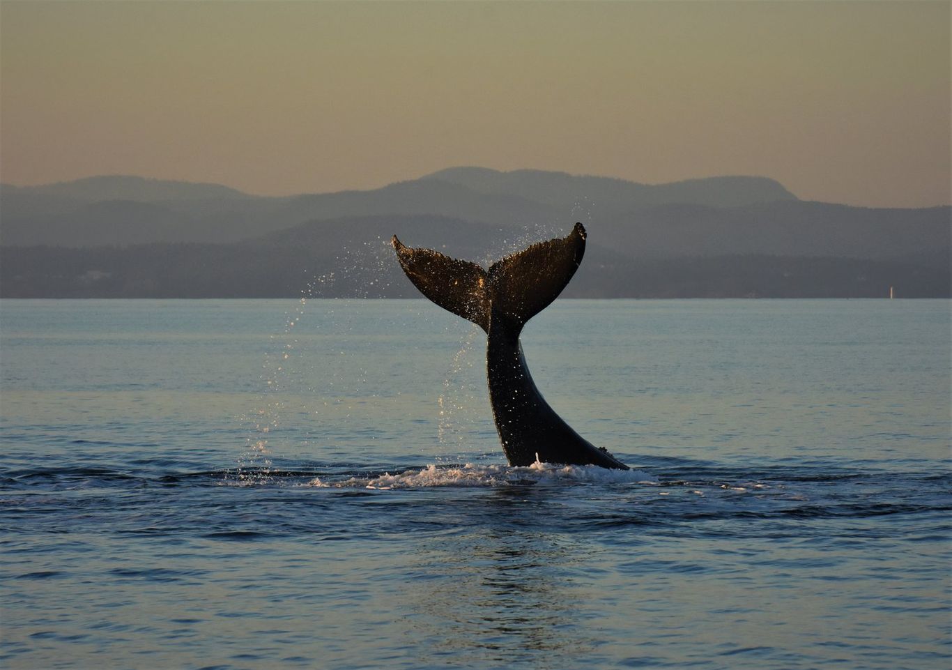 About us | BC Parks Foundation