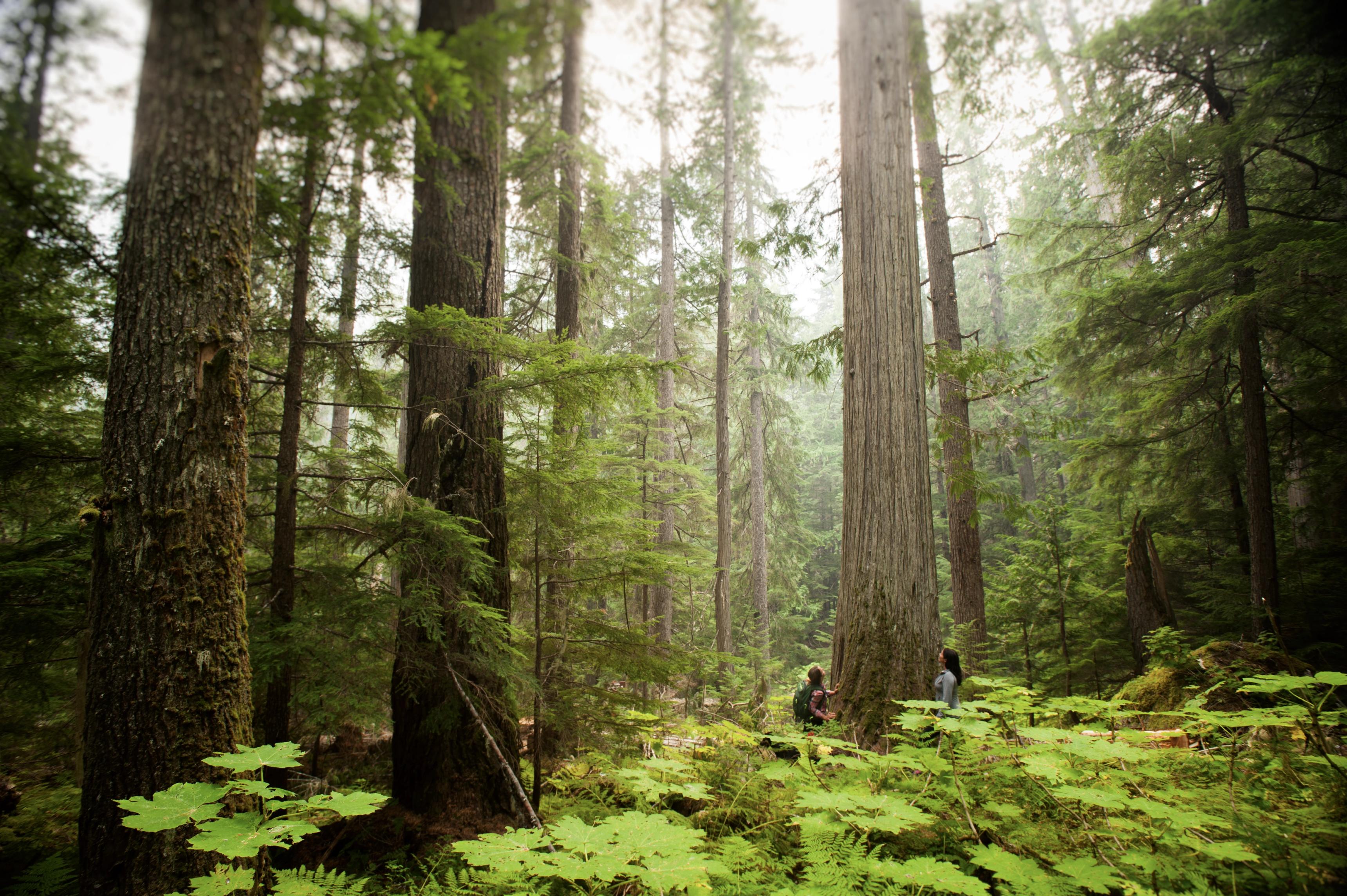Spark Grants | BC Parks Foundation