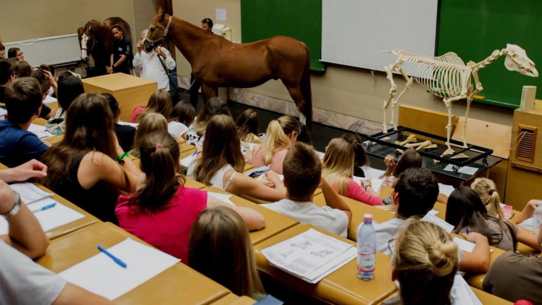 Estudiar Veterinaria en Europa | Programas y apoyo de DEM