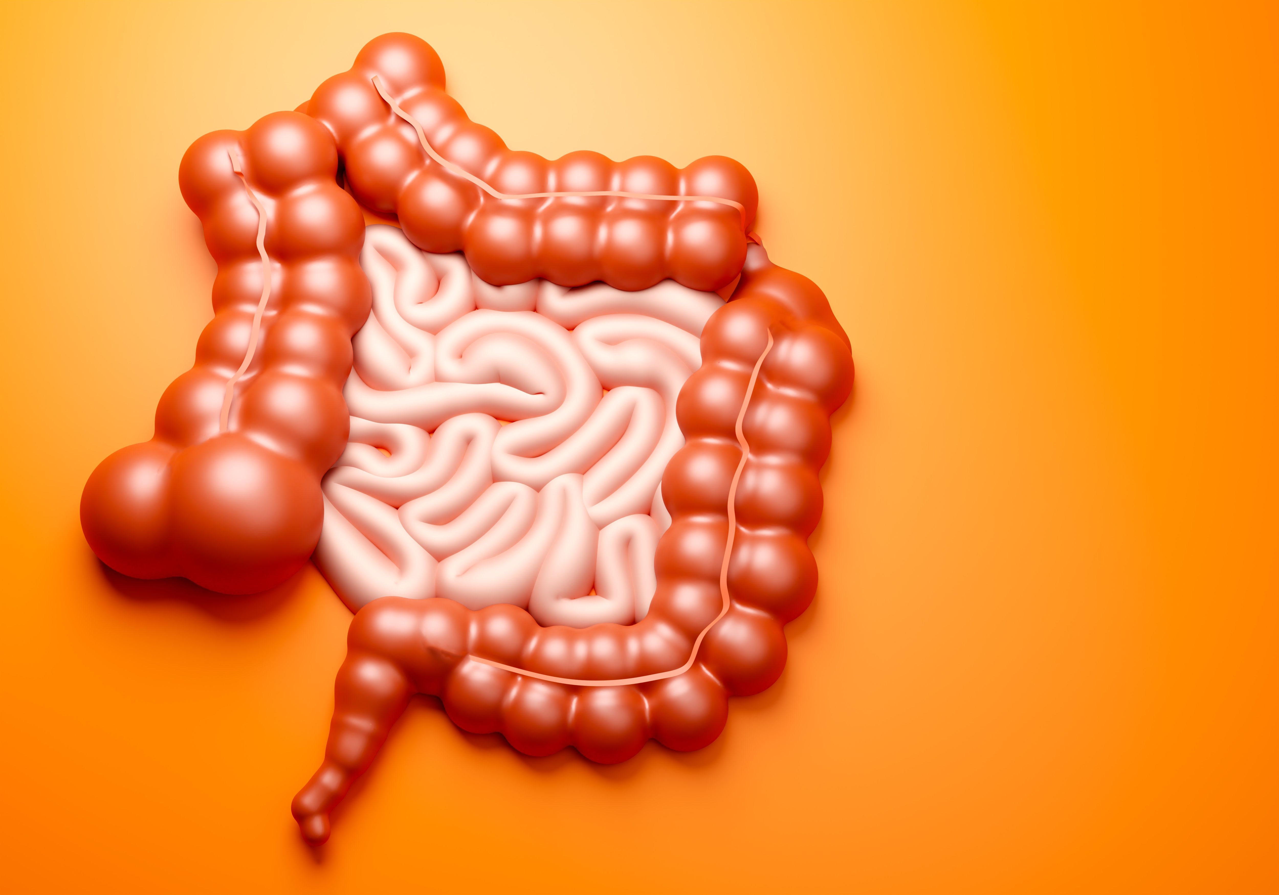 Anatomy of the Colon