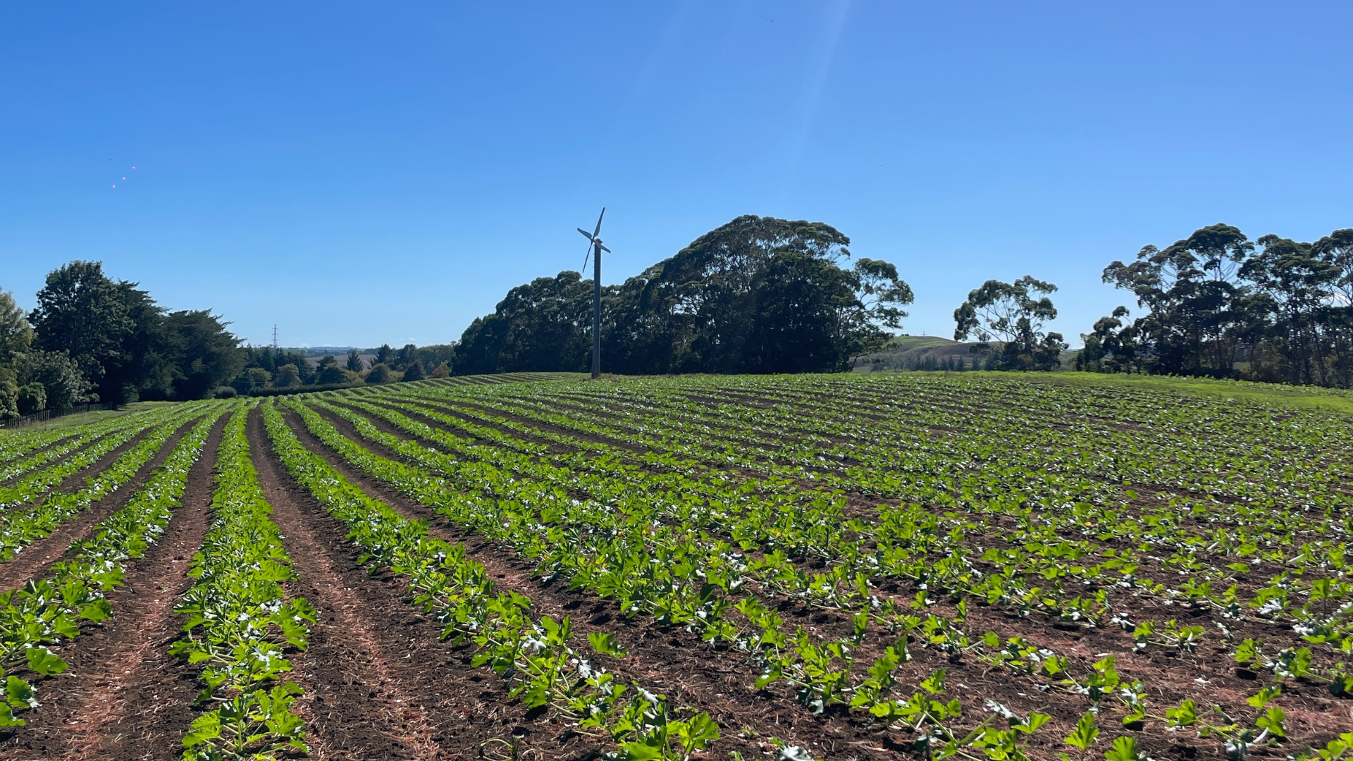 Meet the Grower | Zucchini, Pukekohe | Anathoth Farm