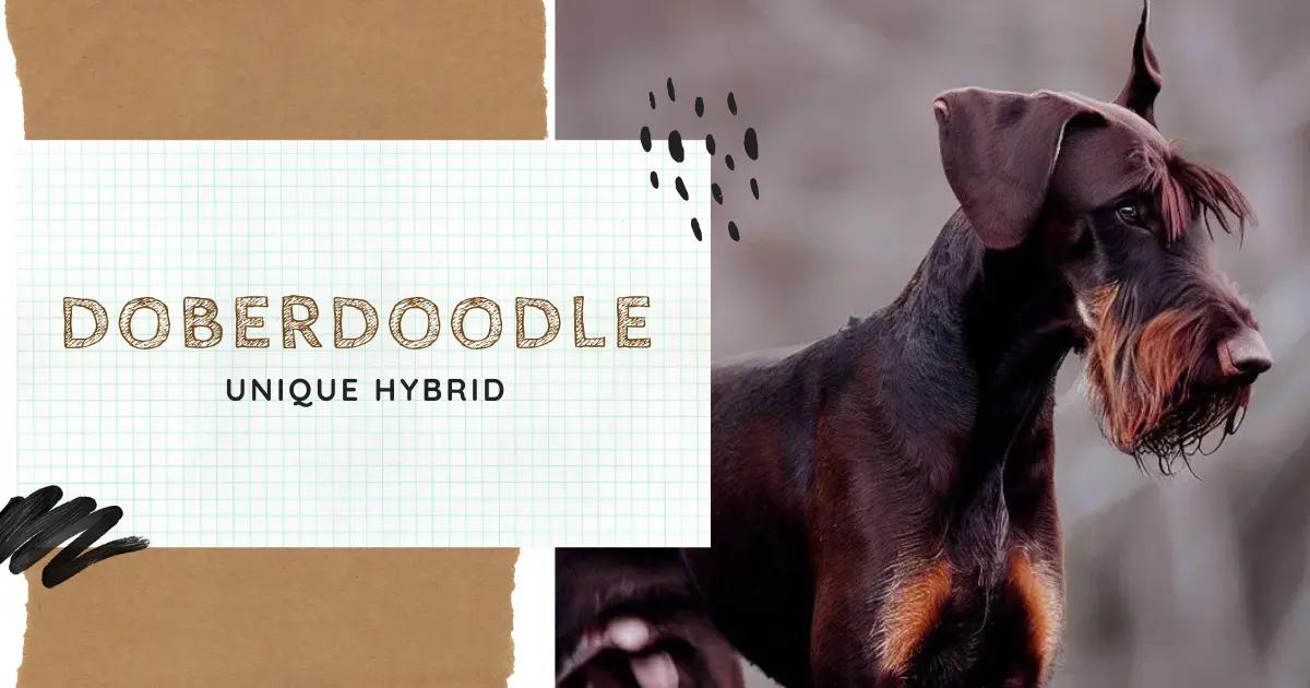 Doberdoodle – Everything You Need to Know About This Unique Hybrid