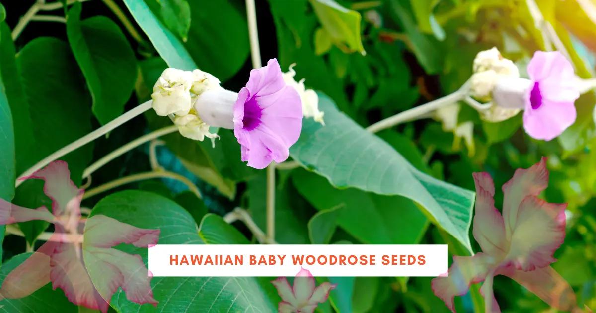 Hawaiian Baby Woodrose Seeds: Benefits, Risks & Uses