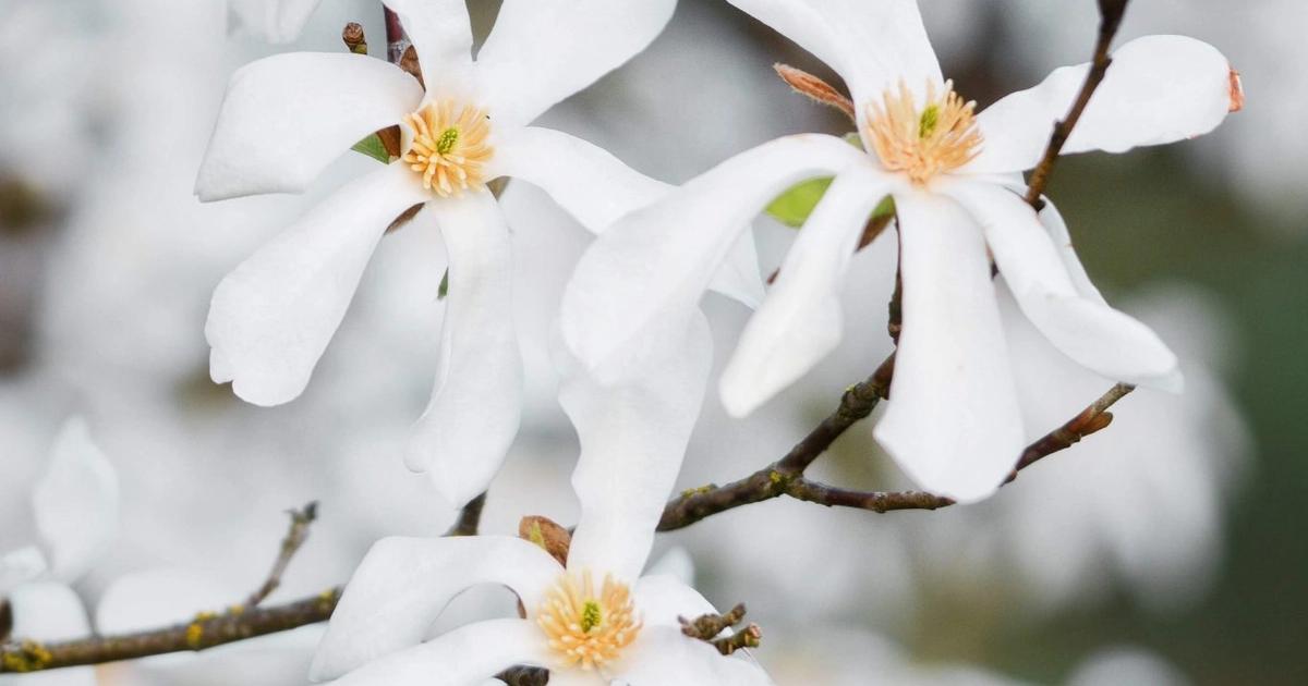 Top 5 Magnolia Tree Facts | Lifestyle | Lovingly