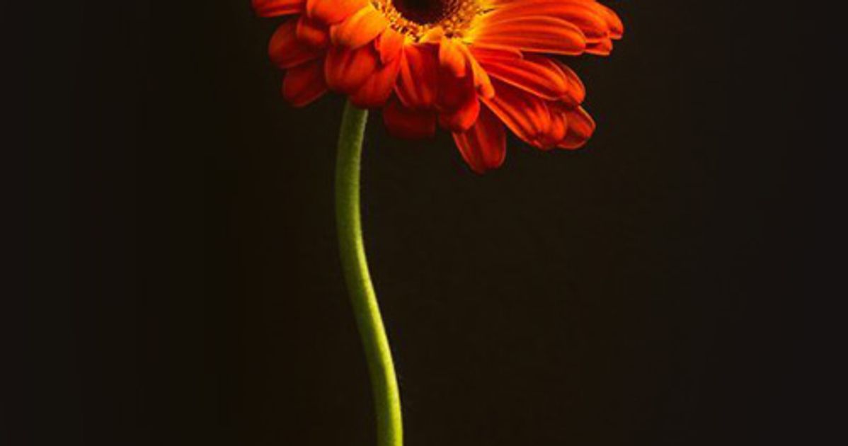 black gerbera
