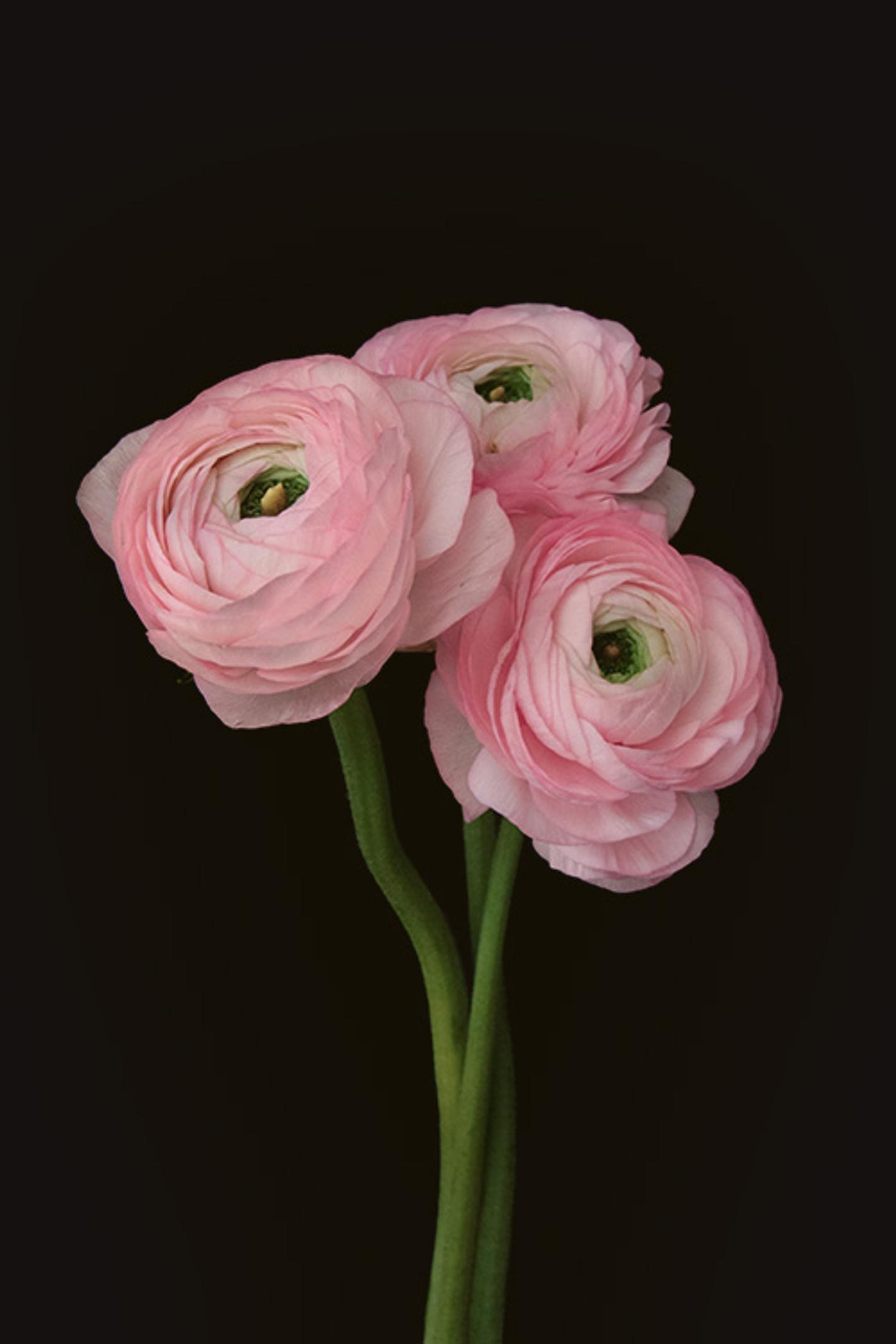 Ranunculus - Flowers - Featured Content - Lovingly