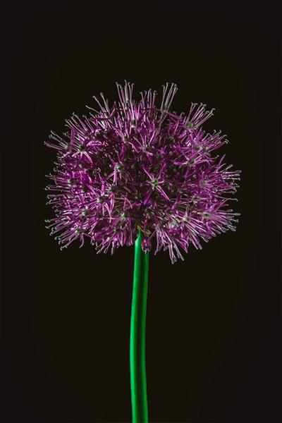 Allium - Flowers - Featured Content - Lovingly