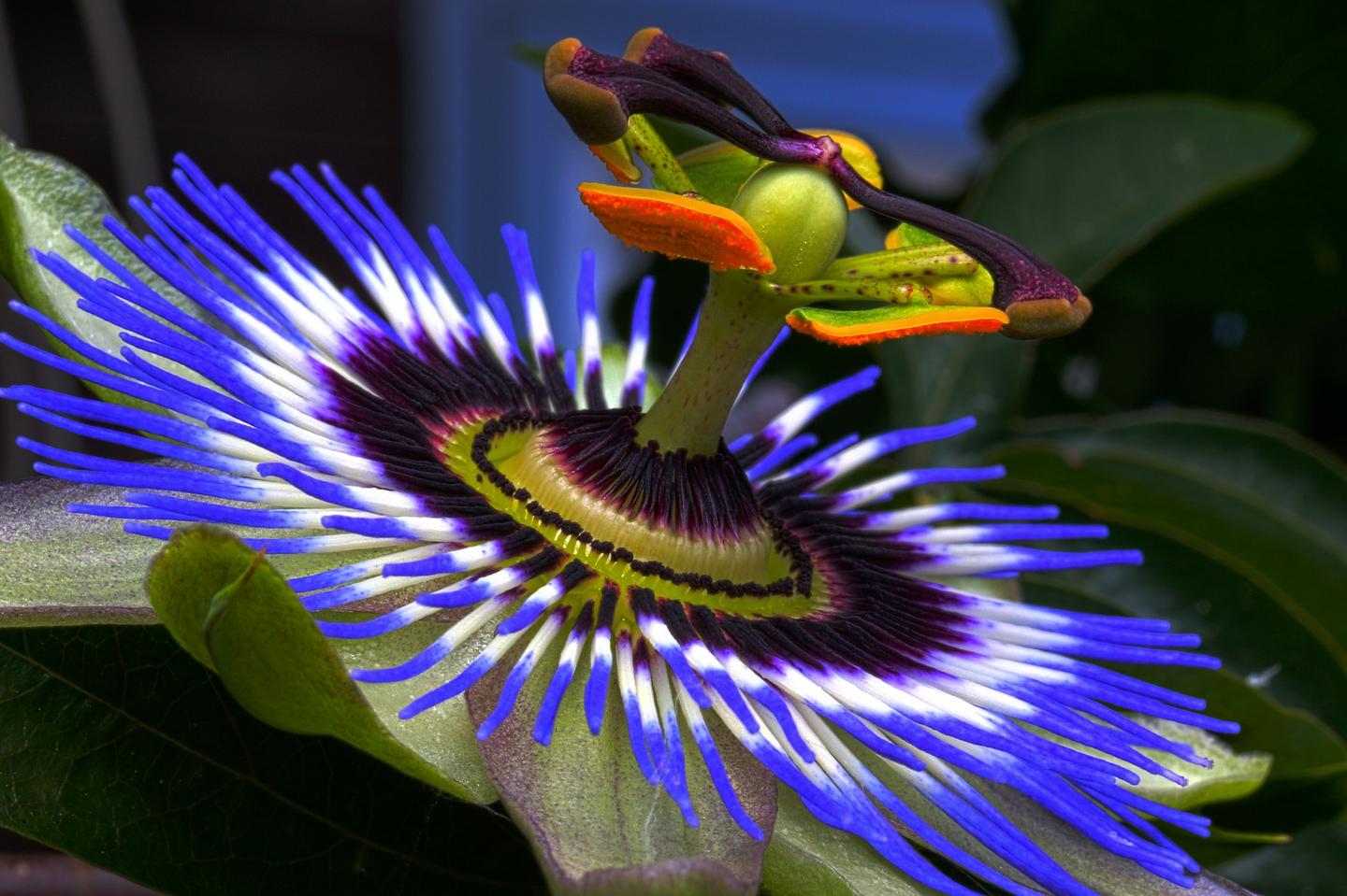 10 Most Exotic Flowers Around the World | Unwrapped| Lifestyle | Lovingly