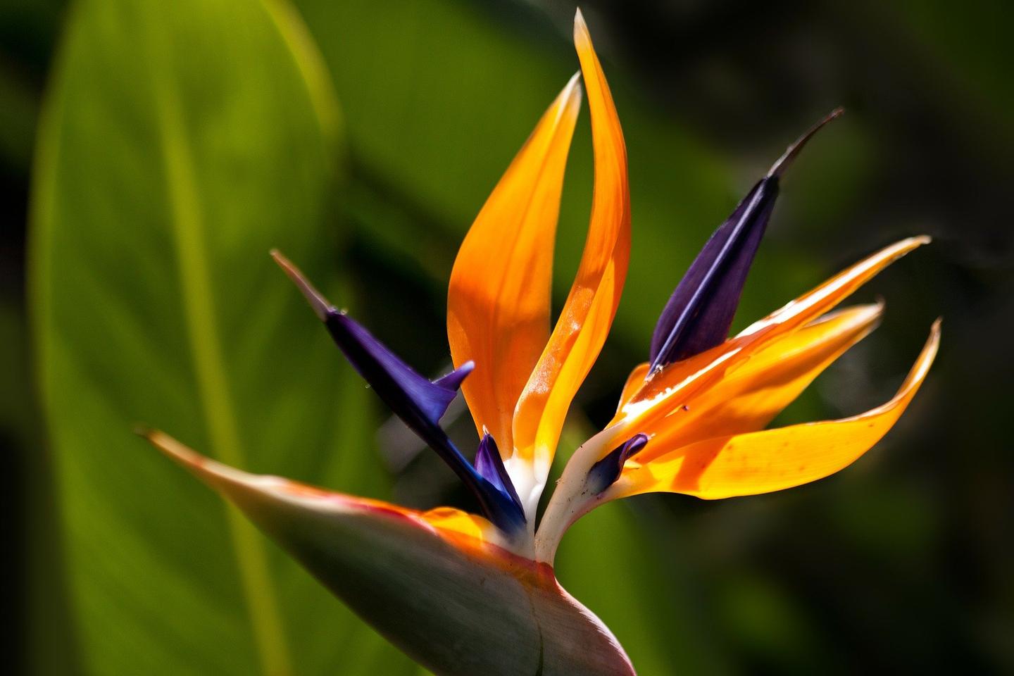 10 Most Exotic Flowers Around the World | Unwrapped| Lifestyle | Lovingly