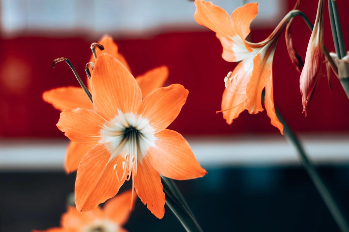 10 Most Exotic Flowers Around the World | Unwrapped| Lifestyle | Lovingly