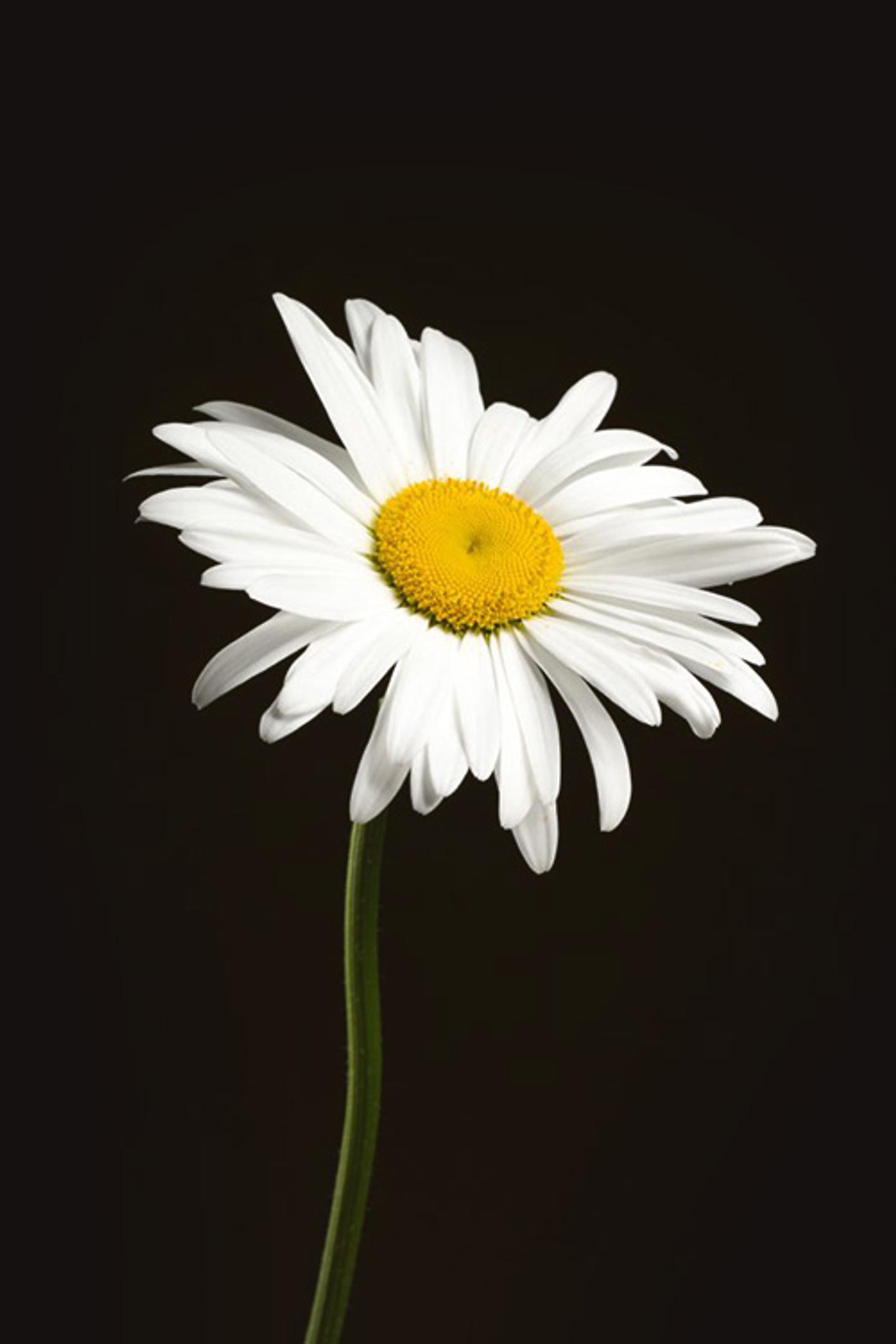 Daisy - Flowers - Featured Content - Lovingly