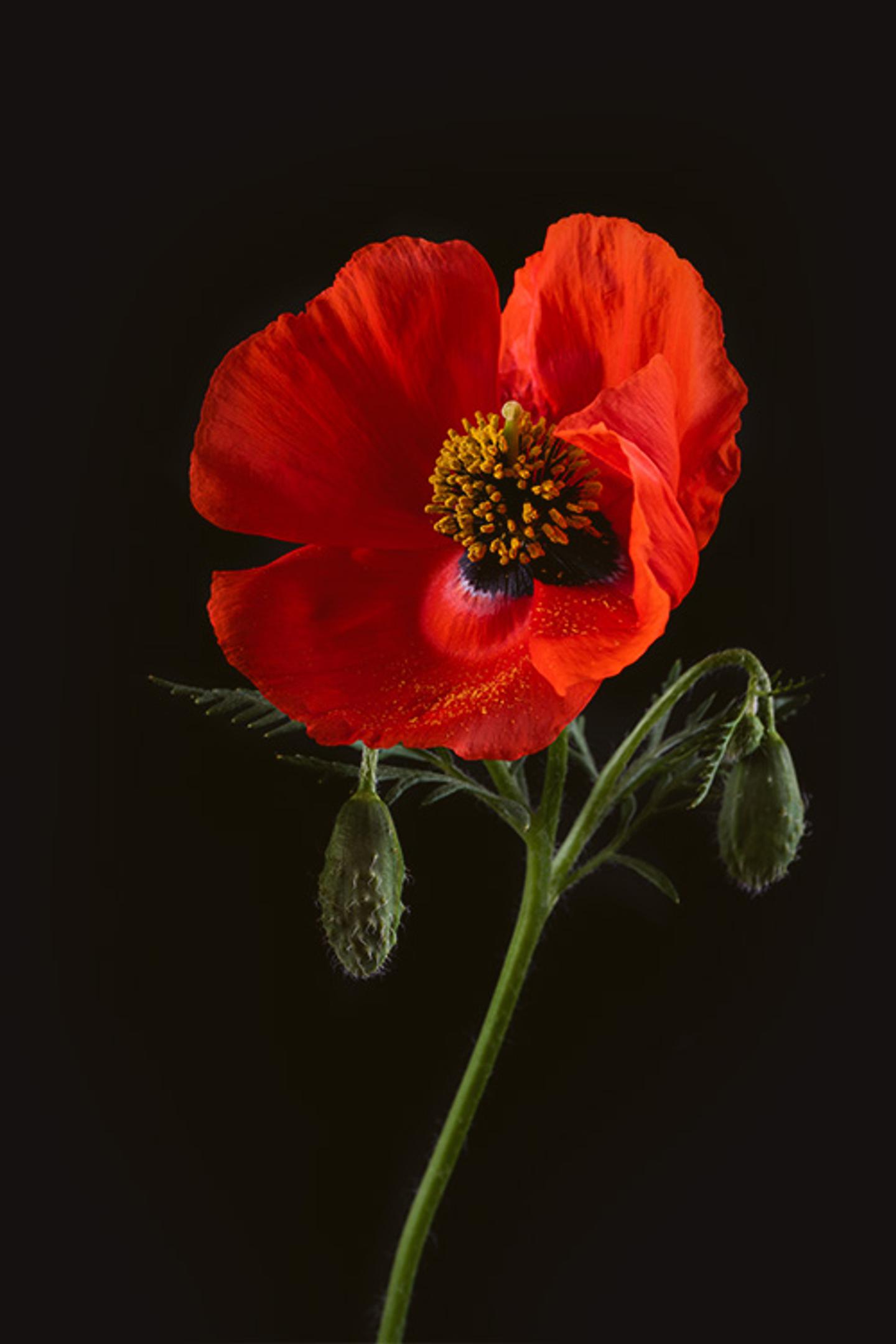 Poppy - Flowers - Featured Content - Lovingly