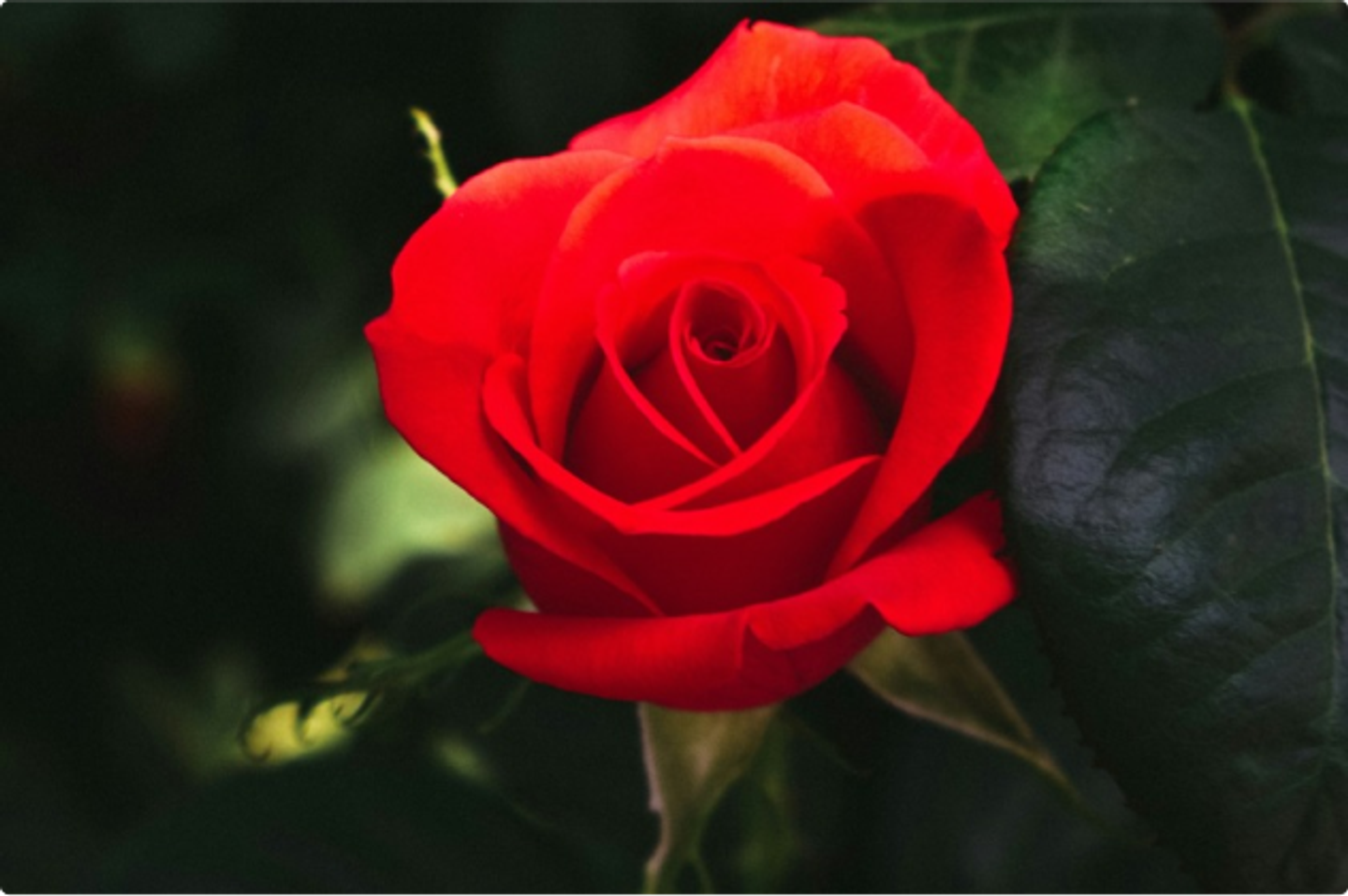 10 Most Exotic Flowers Around the World | Unwrapped| Lifestyle | Lovingly