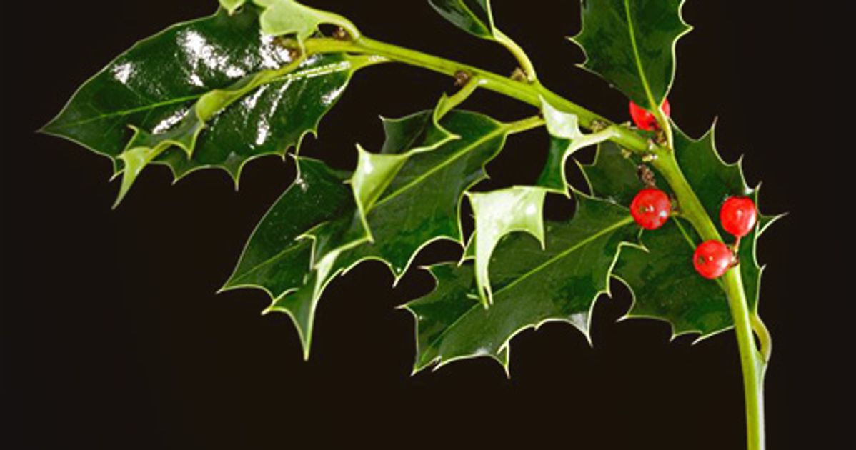 holly flower