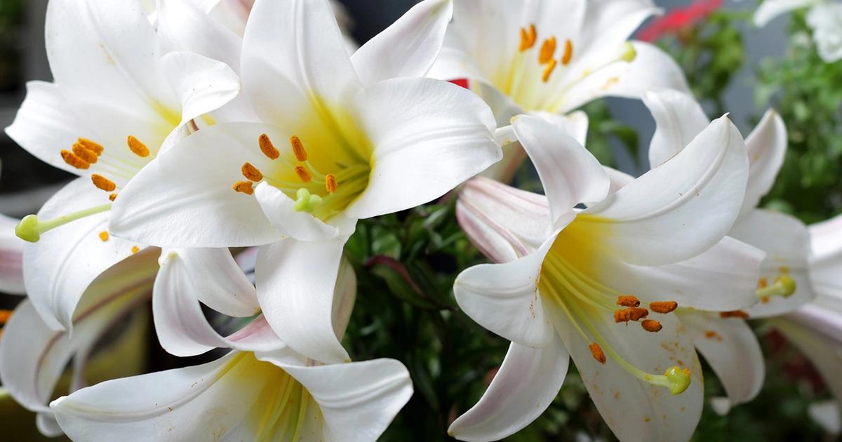 How To Care For Easter Lilies | Lovingly