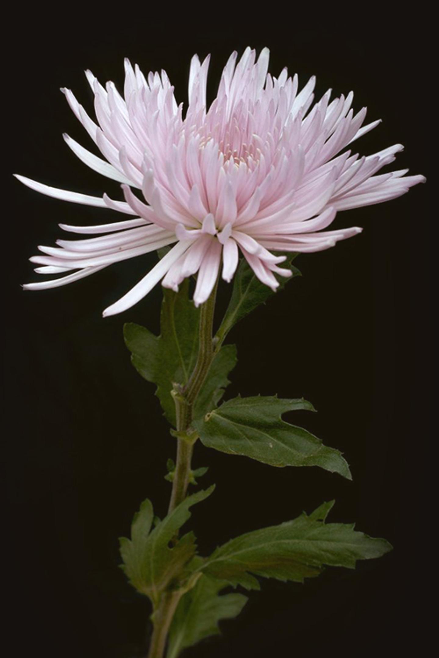 Spider Mum - Flowers - Featured Content - Lovingly