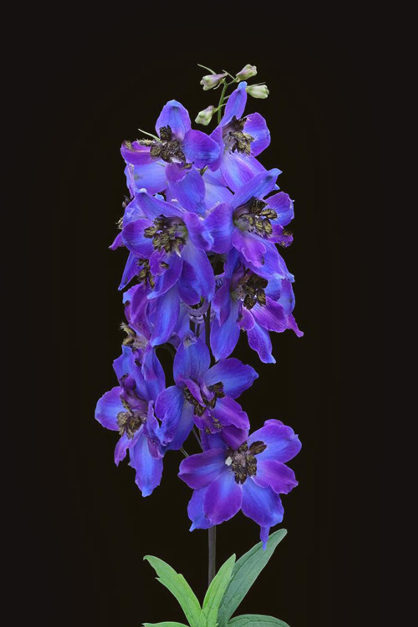 Delphinium - Flowers - Featured Content - Lovingly