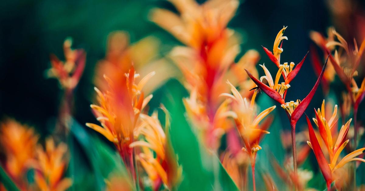 exotic spring flowers