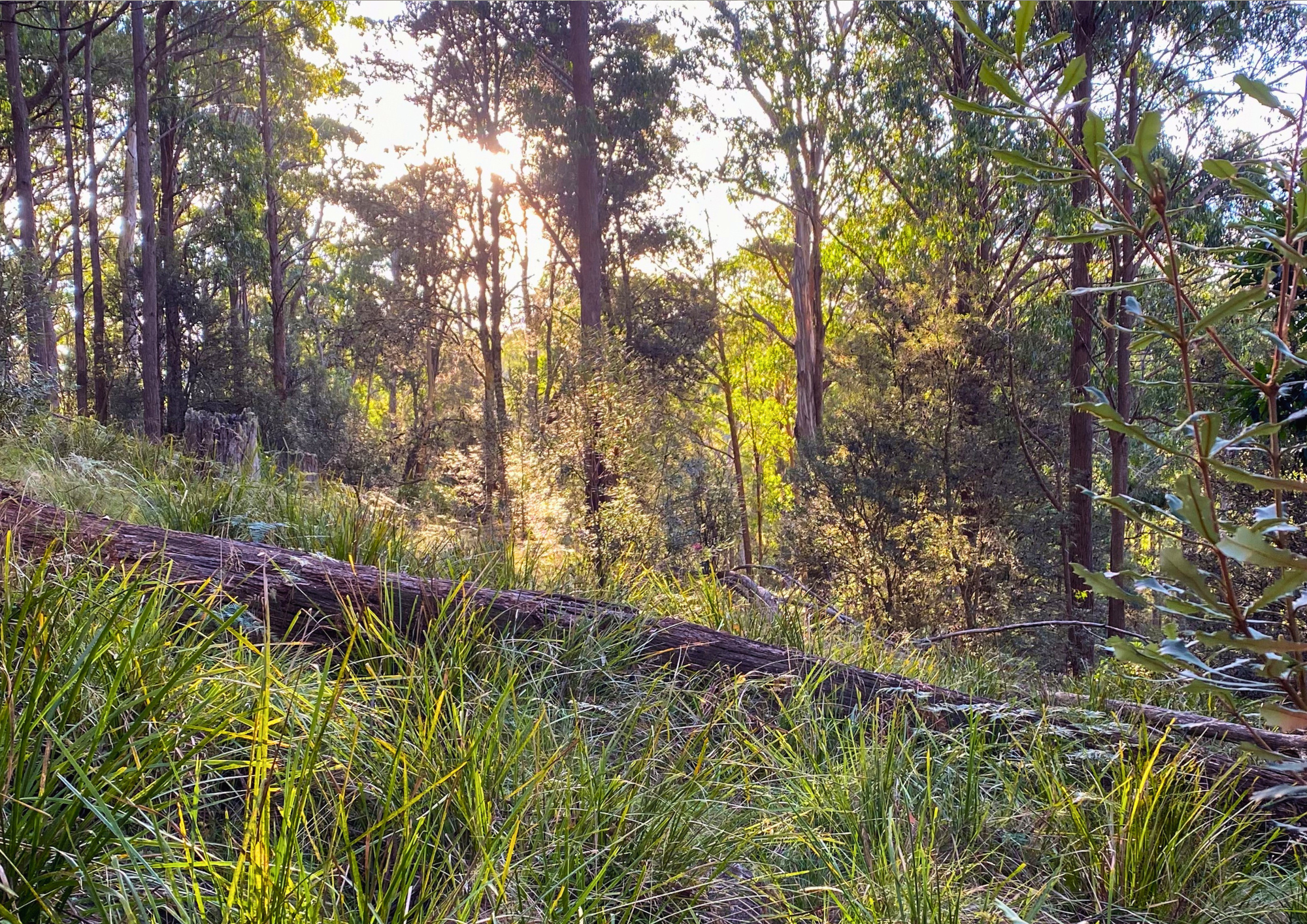 Yindi Sanctuary | Protecting the New Holland Mouse - Aussie Ark