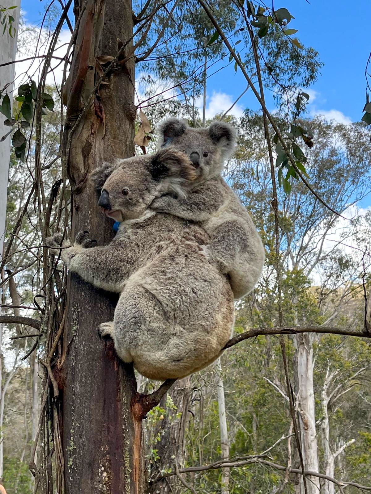 First Koala Joey Born in Chlamydia-Free Sanctuary - Aussie Ark