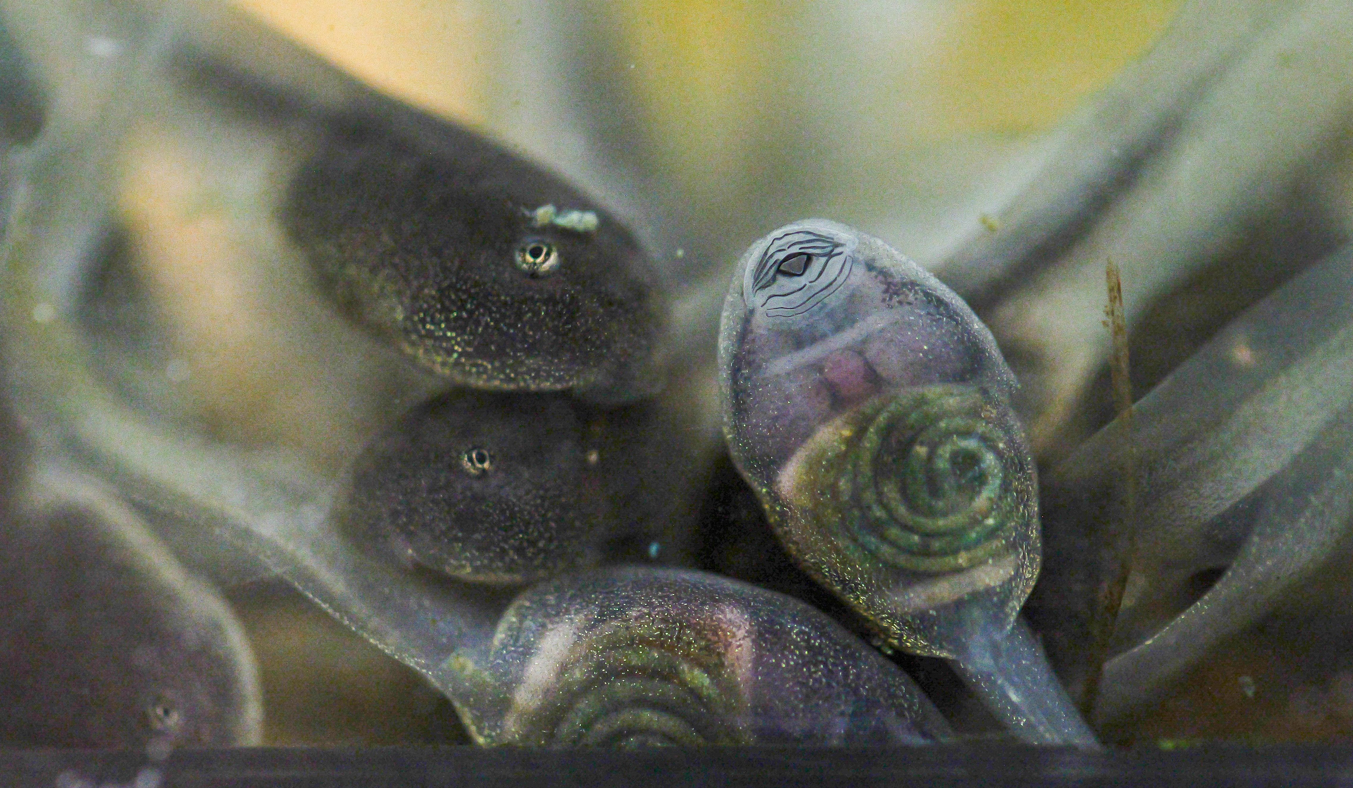 Aussie Ark Breeds Endangered Southern Stuttering Frog - Aussie Ark