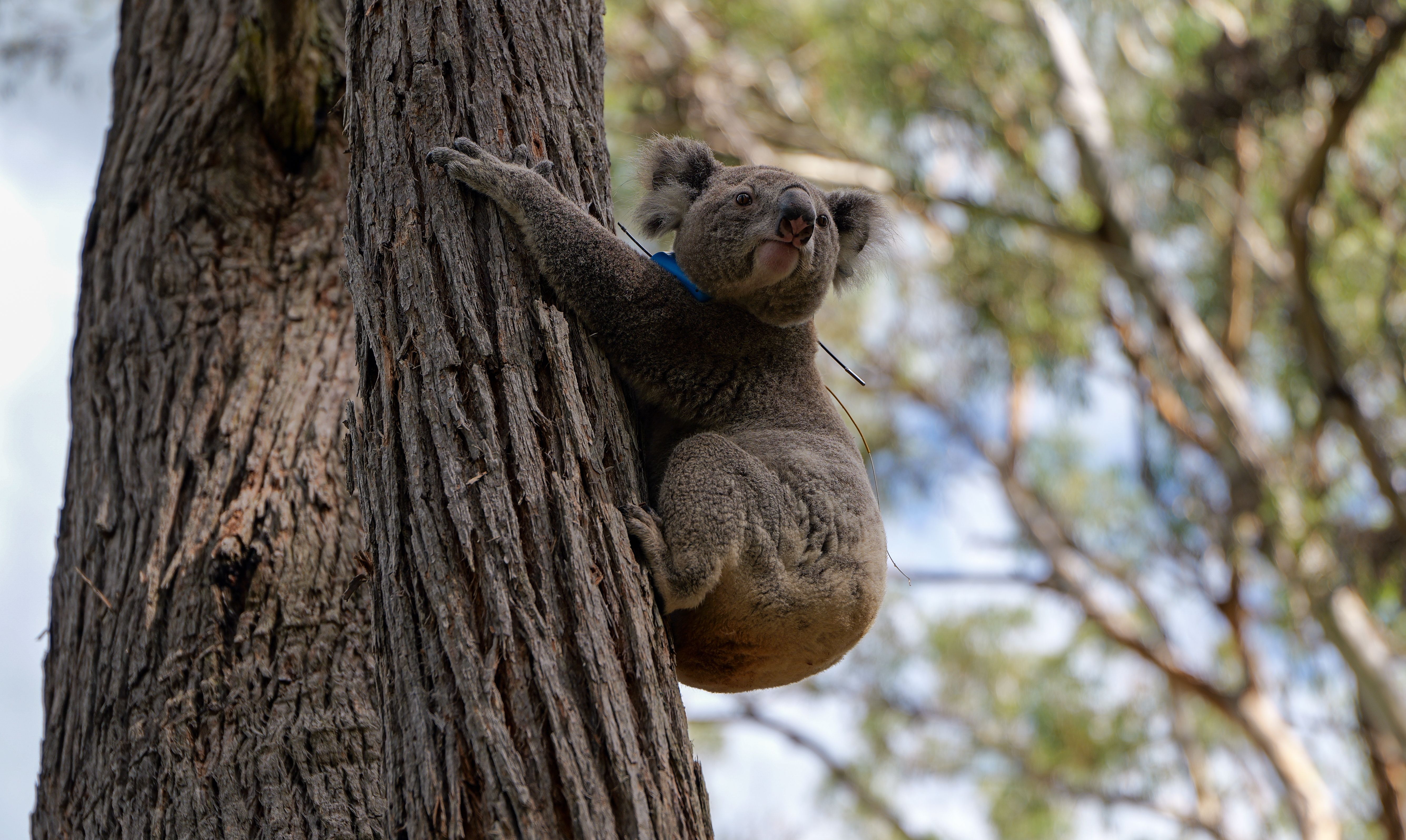 Keep Koalas Wild – Aussie Ark Spring Appeal - Aussie Ark