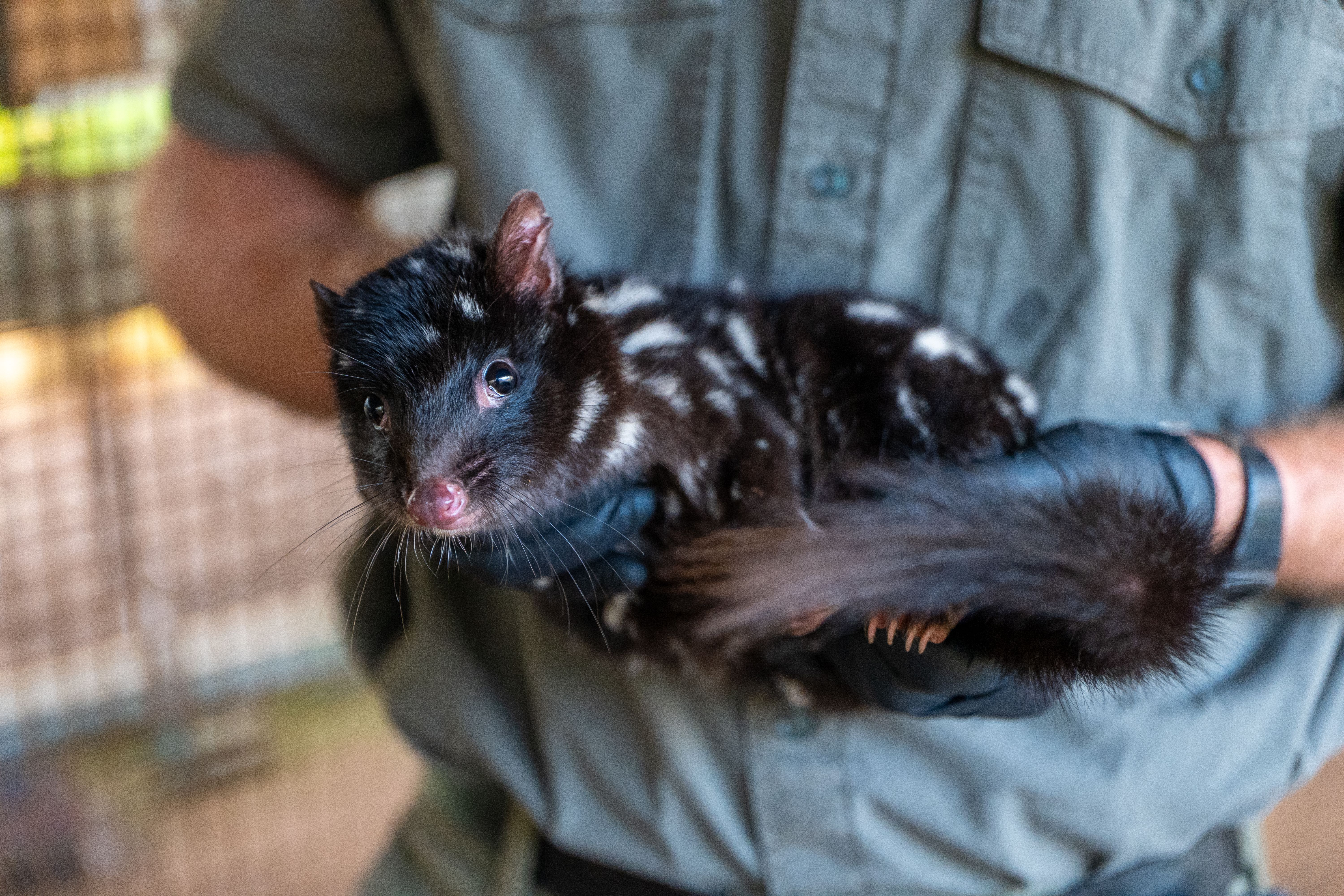 Eastern Quolls Transferred Australia-wide - Aussie Ark