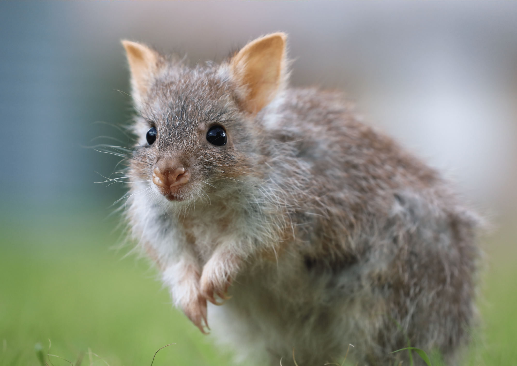 Rufous Bettong - Habitat, Threats & Conservation - Aussie Ark