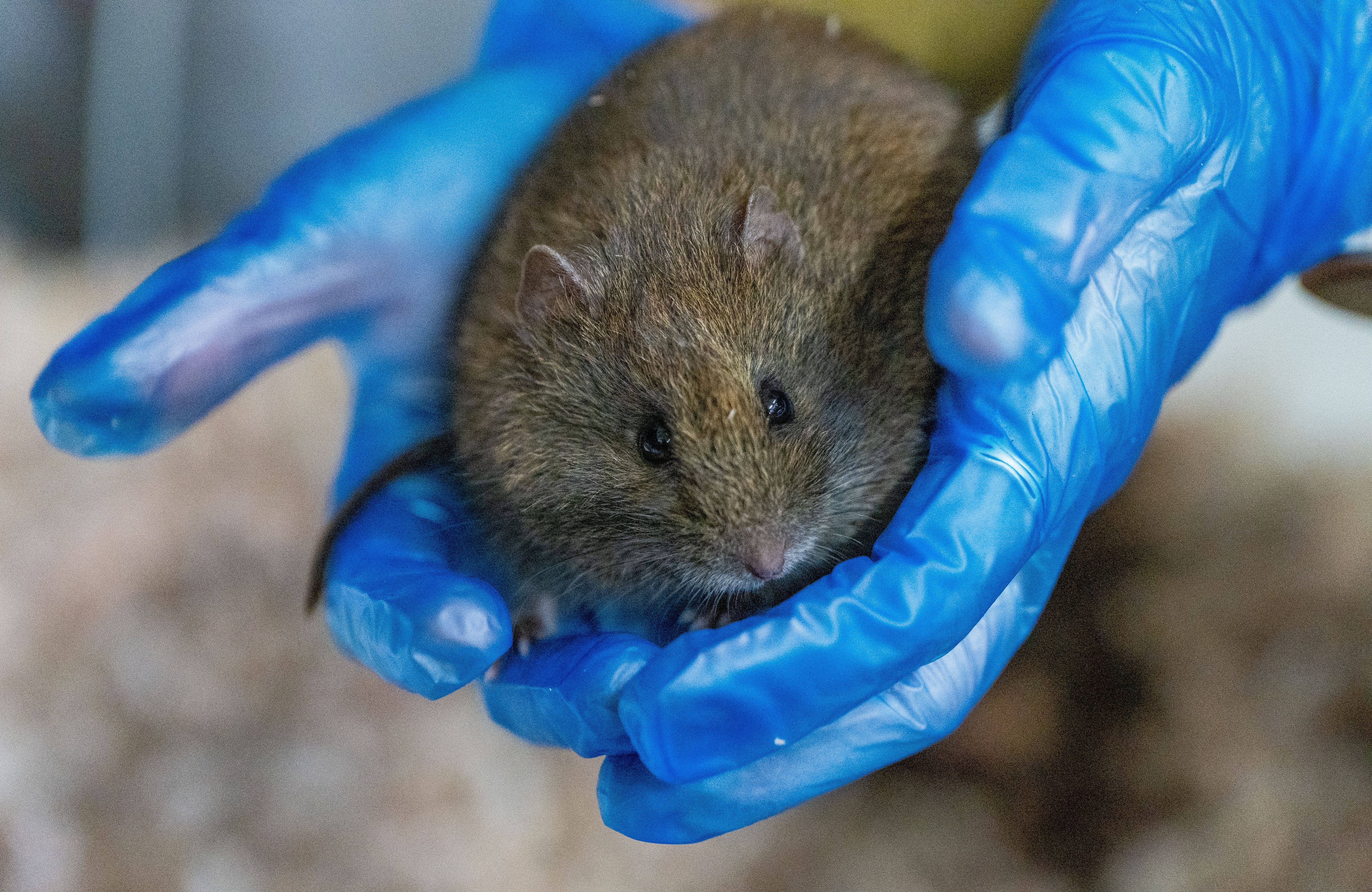 World-First Broad-Toothed Rat Program Grows to 18 - Aussie Ark
