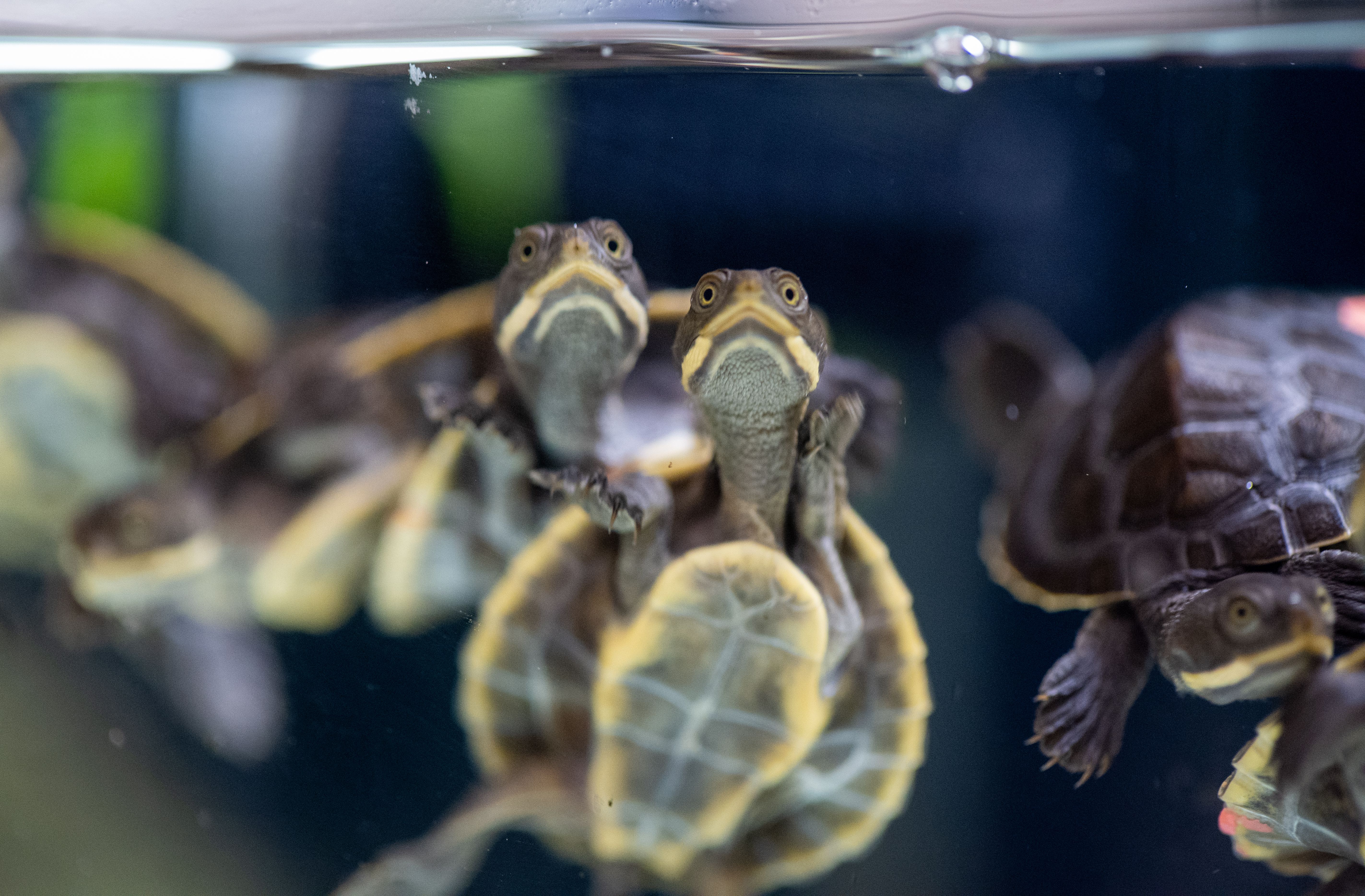 Bell’s Turtle - Facts, Conservation & Protection - Aussie Ark