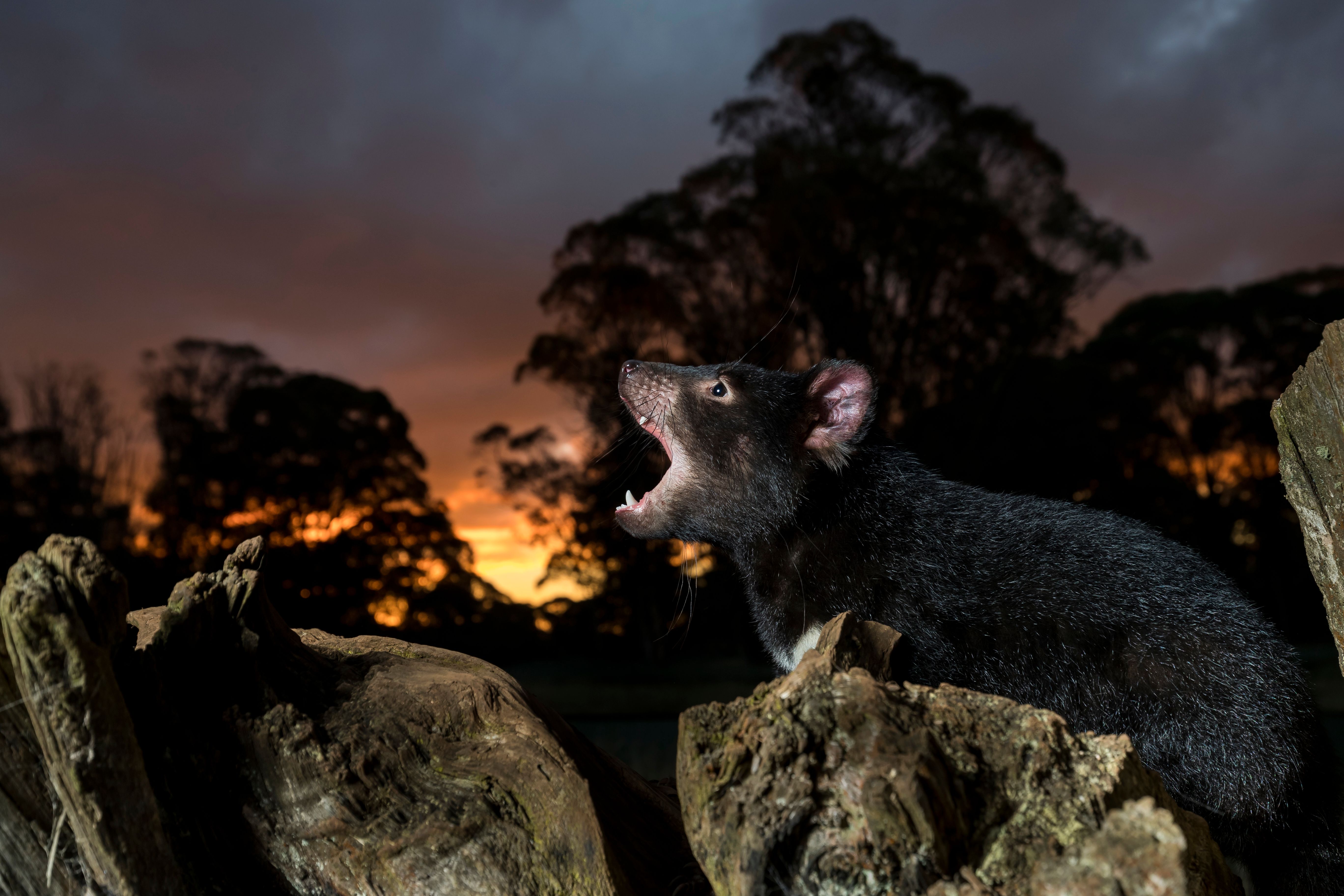 Our Partners in Conservation - Aussie Ark