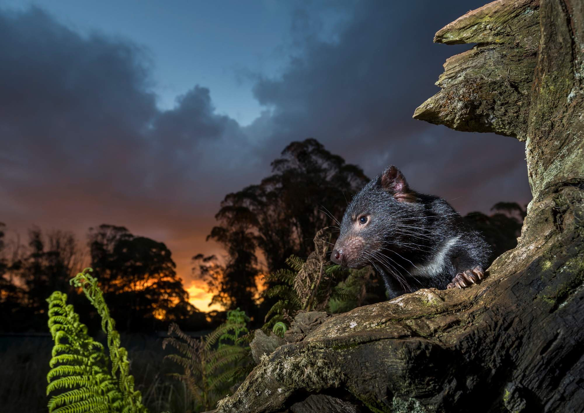 Our History: From Devil Ark to Aussie Ark - Aussie Ark
