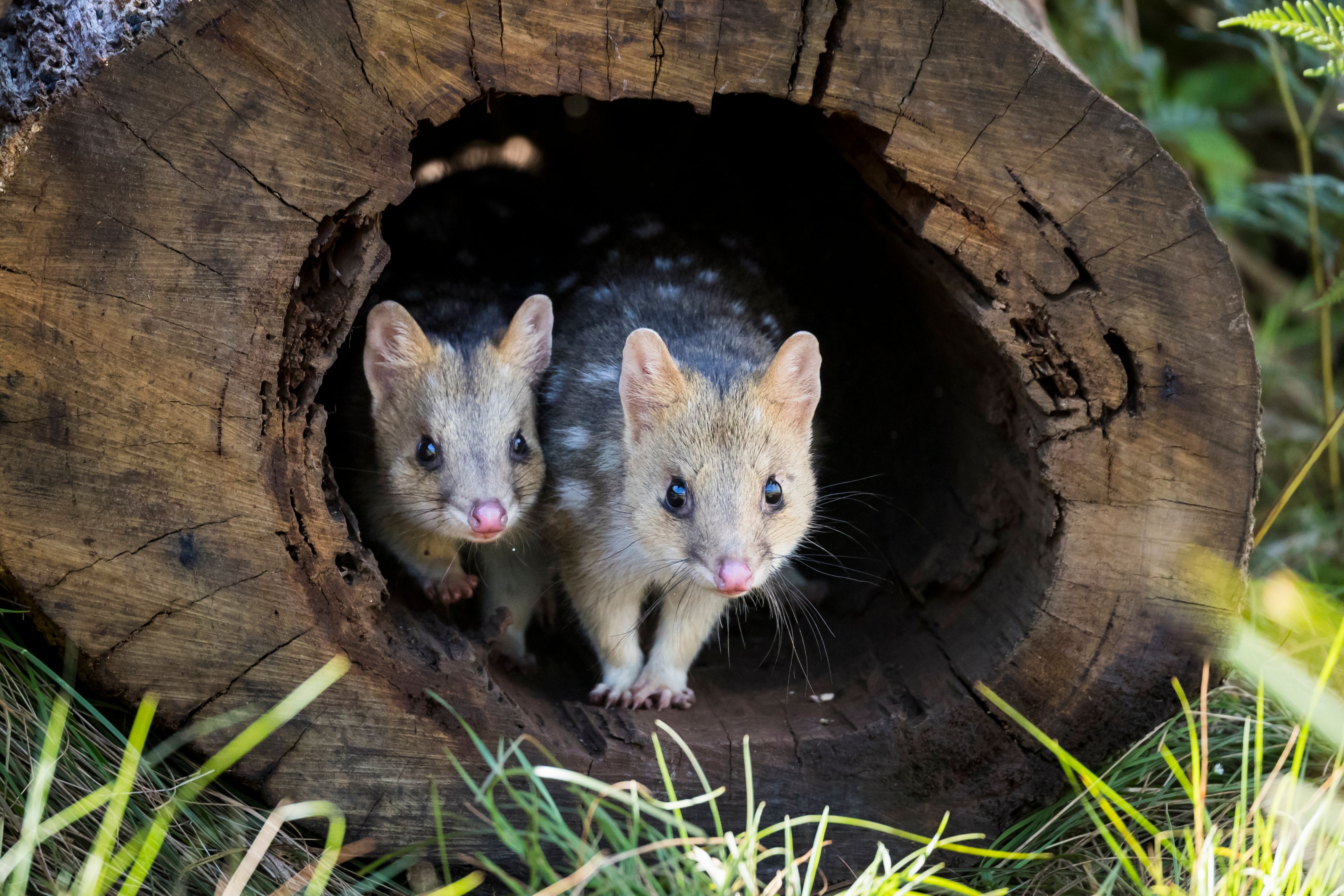 Eastern Quoll - Facts, Habitat & Conservation - Aussie Ark