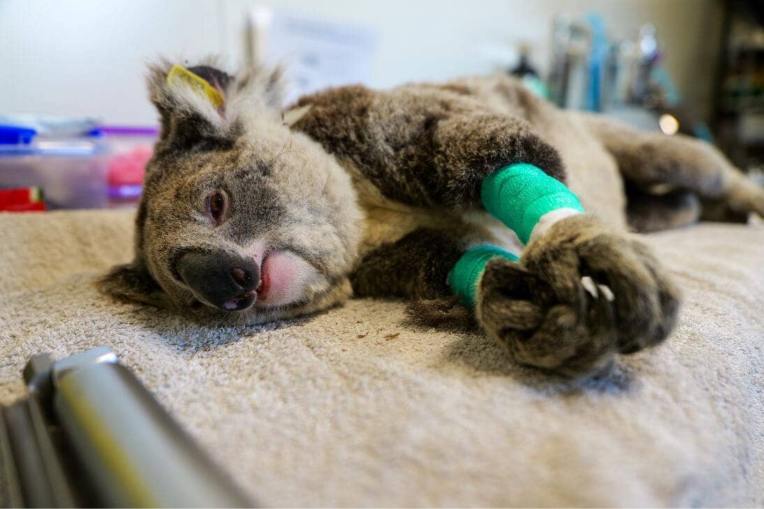 Aussie Ark Builds a Healthy Future for Koalas - Aussie Ark