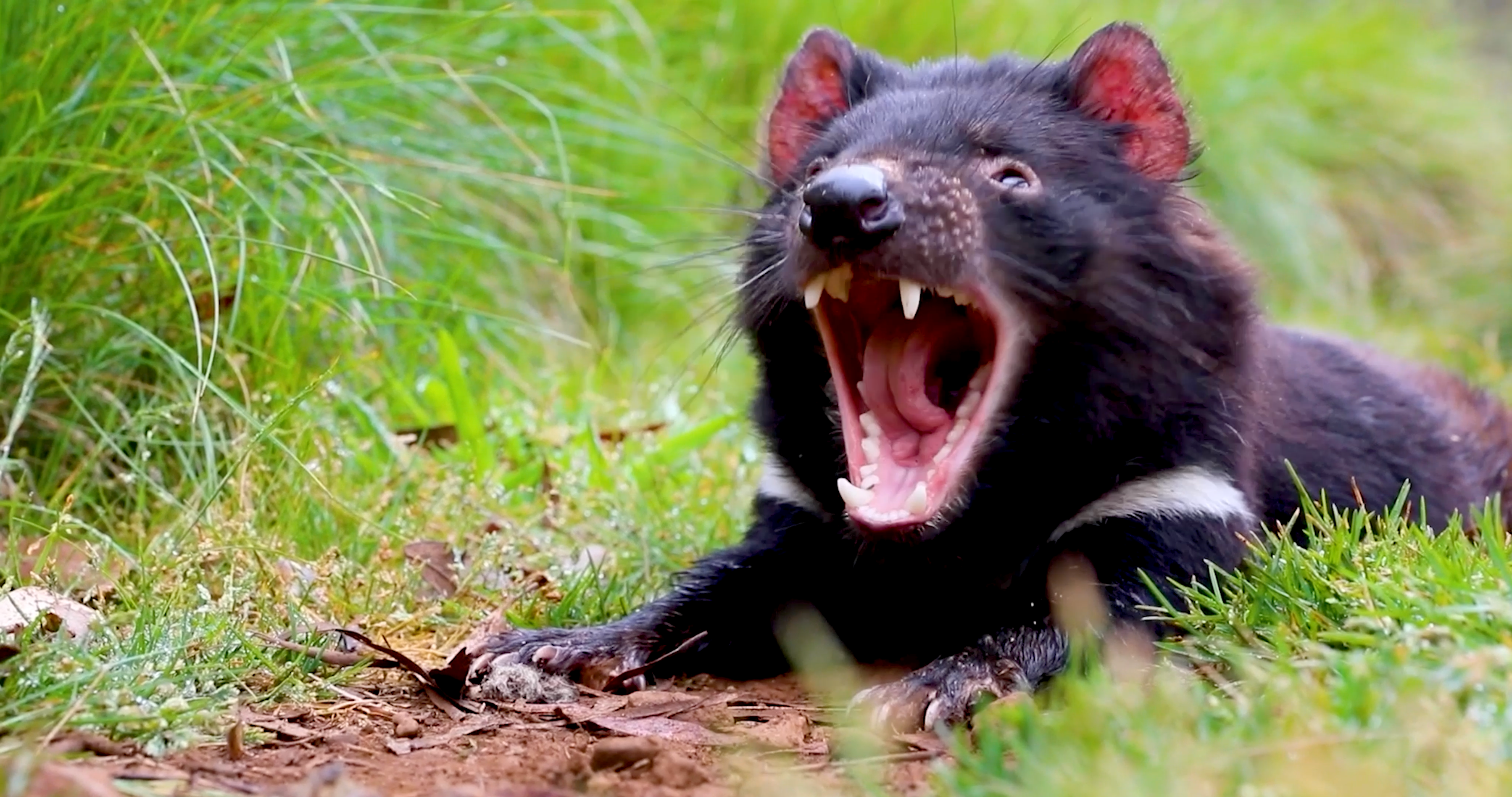 Aussie Ark - Wildlife Conservation Charity - Donate Today