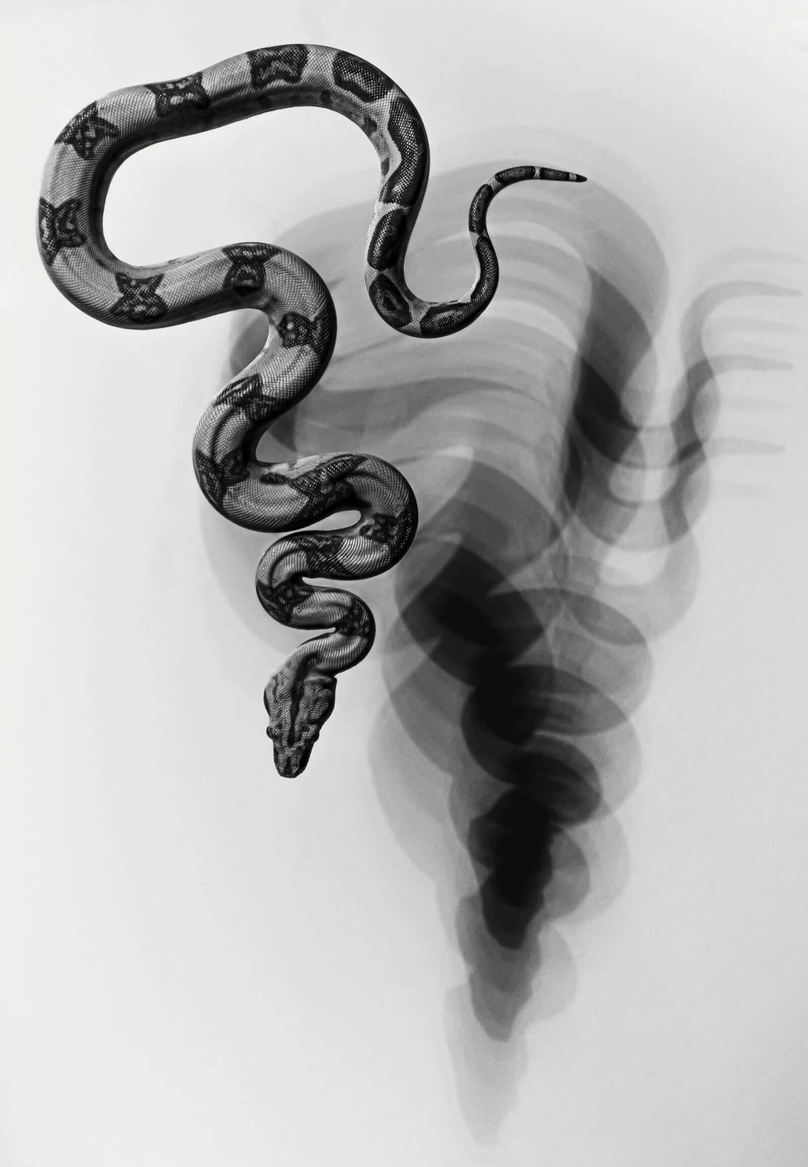 The Caduceus Conundrum: One Snake, Two Snake, Old Snake, New Snake?