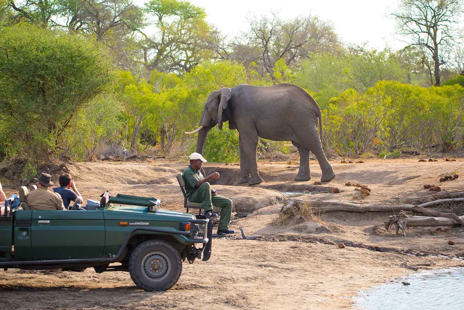 Game Drives with nThambo Tree Camp