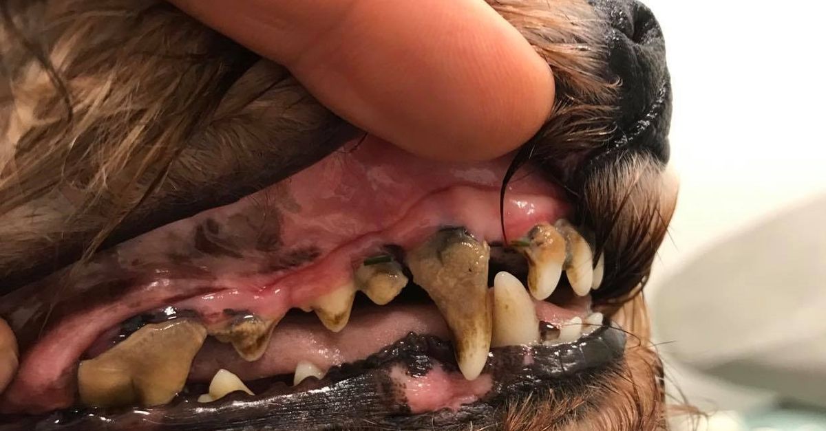 Sykdom, Tannsykdommer hos hund og katt – symptomer, behandling og ...