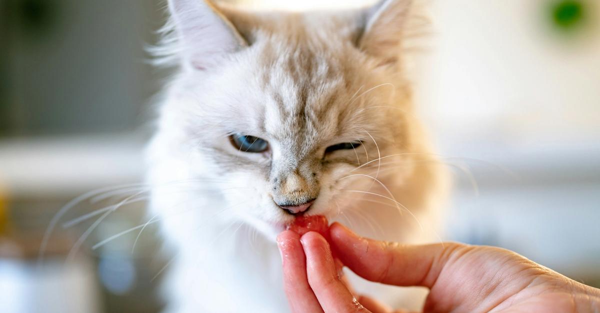 Katt med allergi? Symptomer, behandling og råd