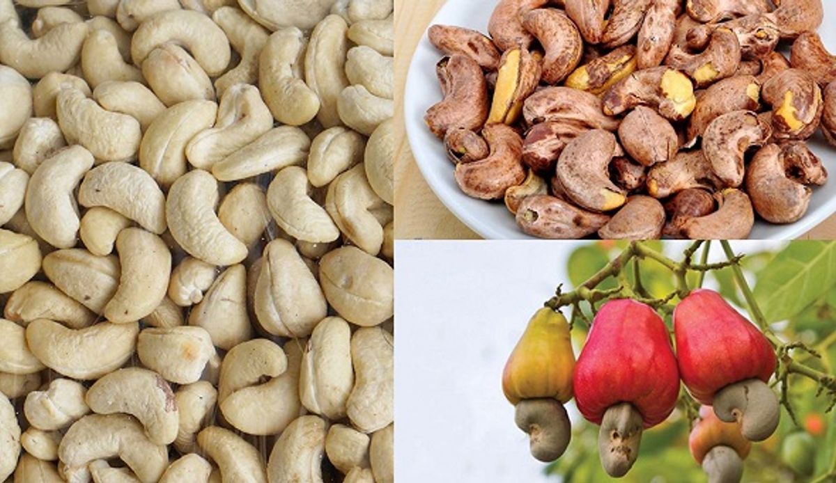 Cashew Conundrum - Discovering Its Fruit and Nut Nature