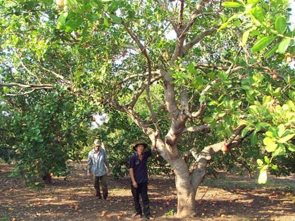 Discovering Cashew Trees - What Do They Look Like?