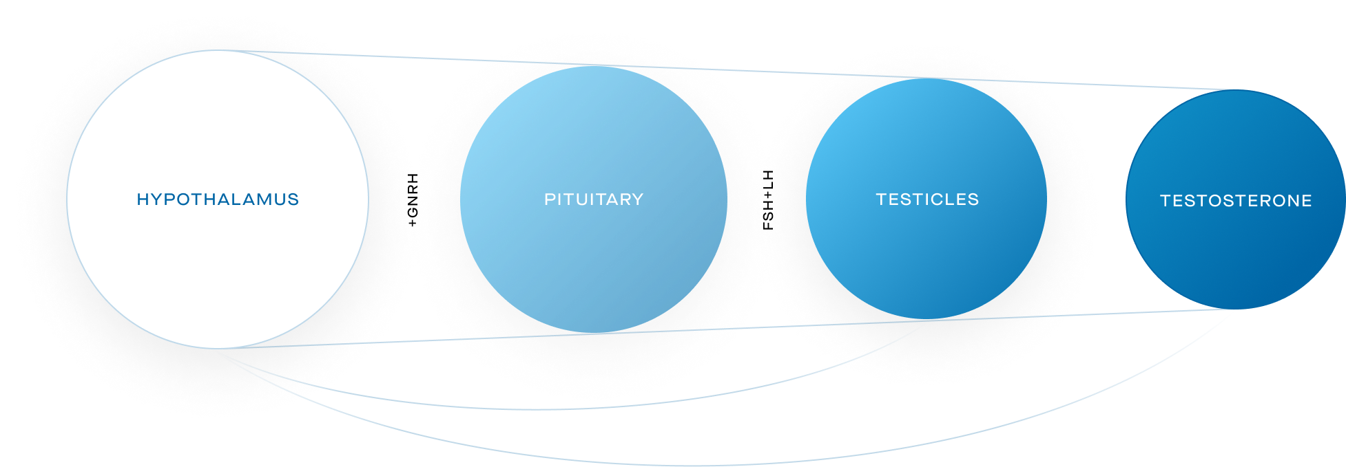 Testosterone 101 | Radically Safe & Effective Hormone Optimization.