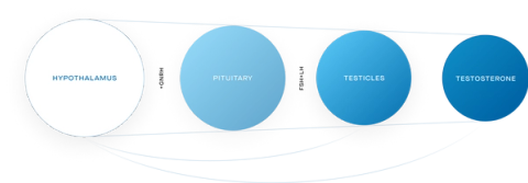 Testosterone 101 | Radically Safe & Effective Hormone Optimization.