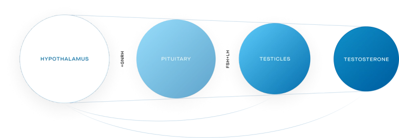 Testosterone 101 | Radically Safe & Effective Hormone Optimization.
