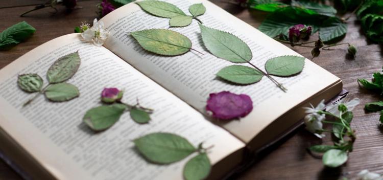 AIPS | Resources | Montessori Activities - Leaf Pressing