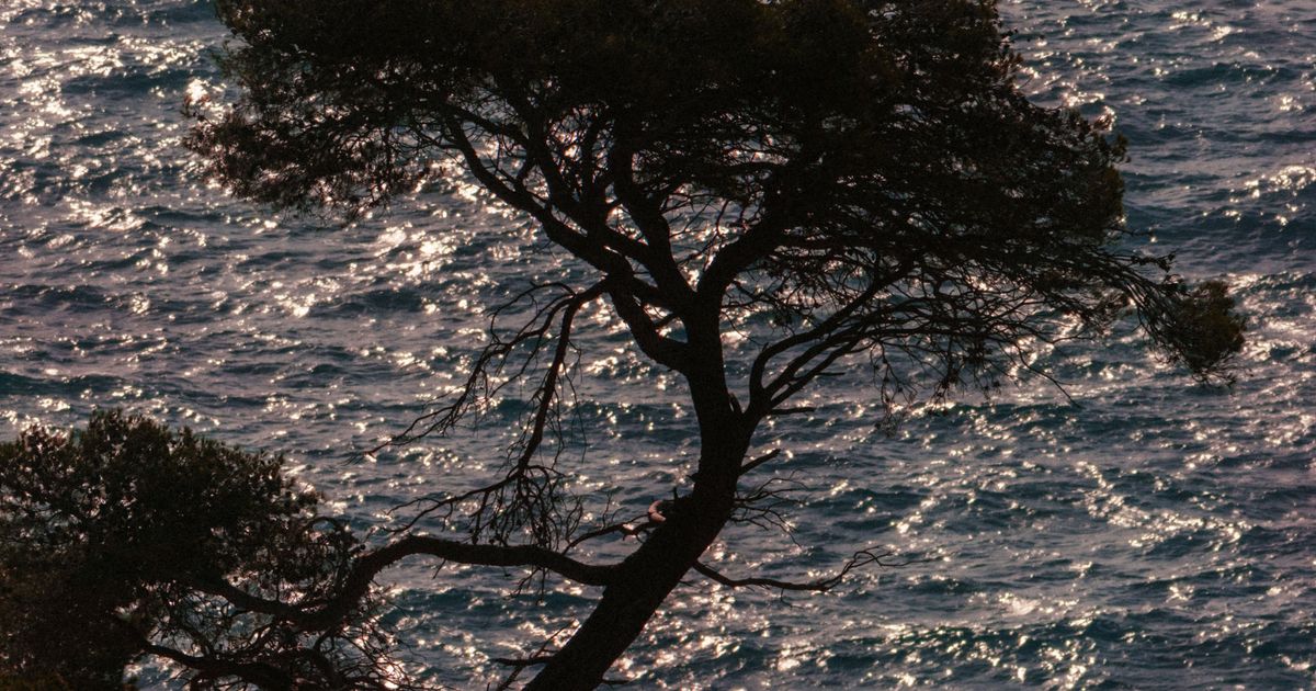 Terrane | Production Type