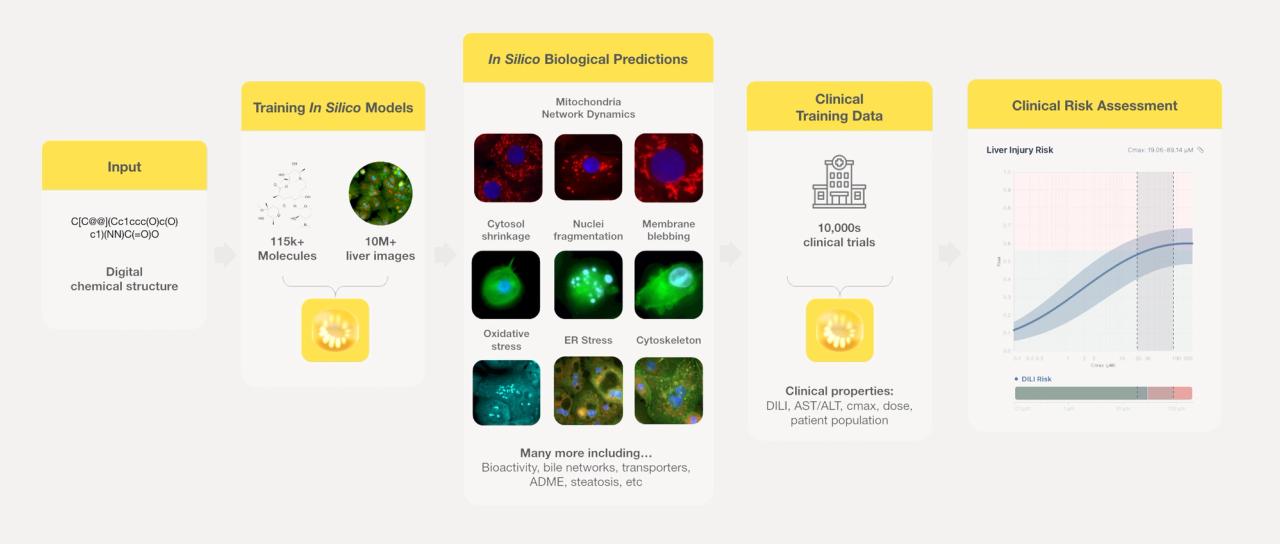 Liver | Axiom - Eliminate drug toxicity.